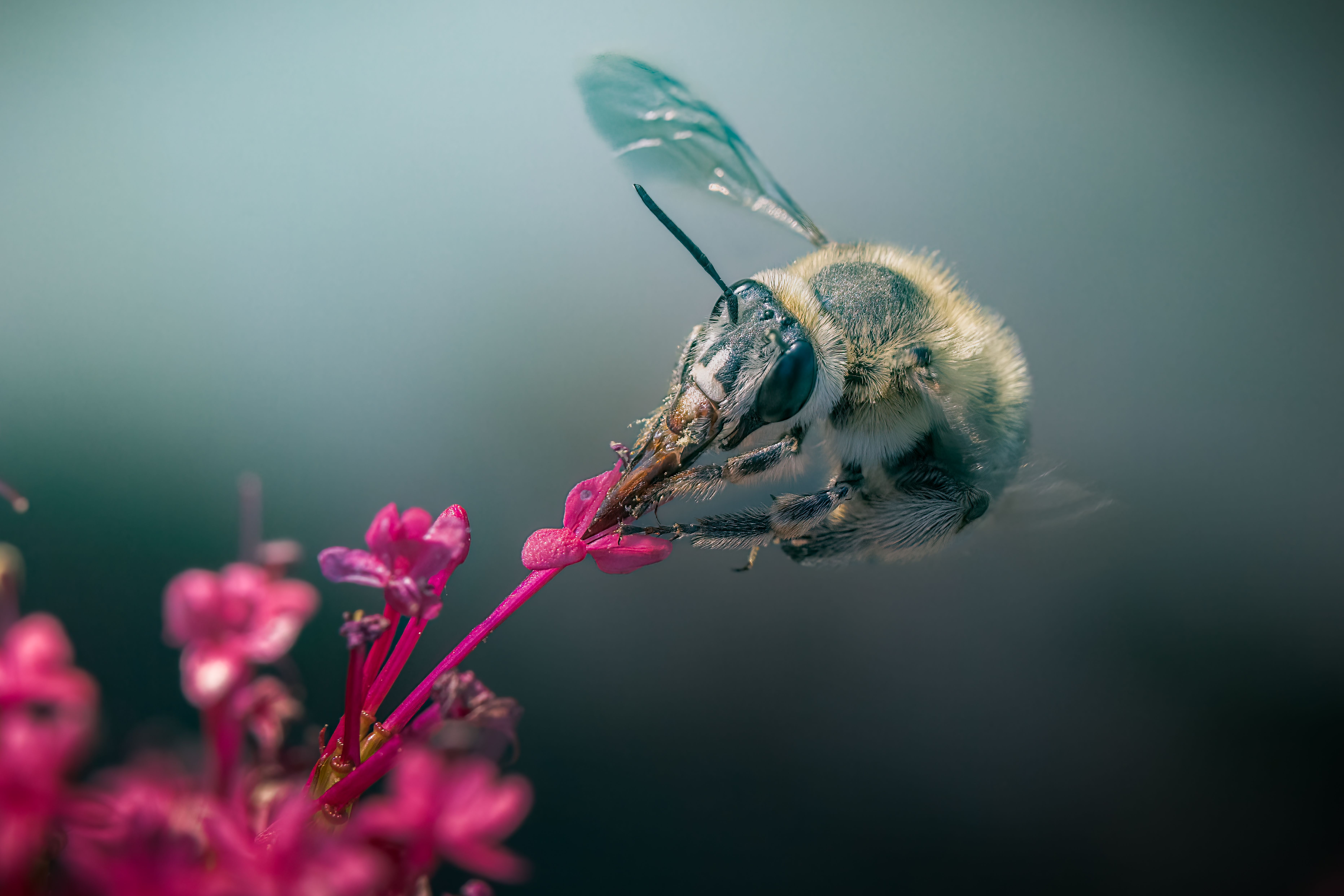 Foto de stock gratuita sobre abeja, abeja de cerca, abeja salvaje, al ...
