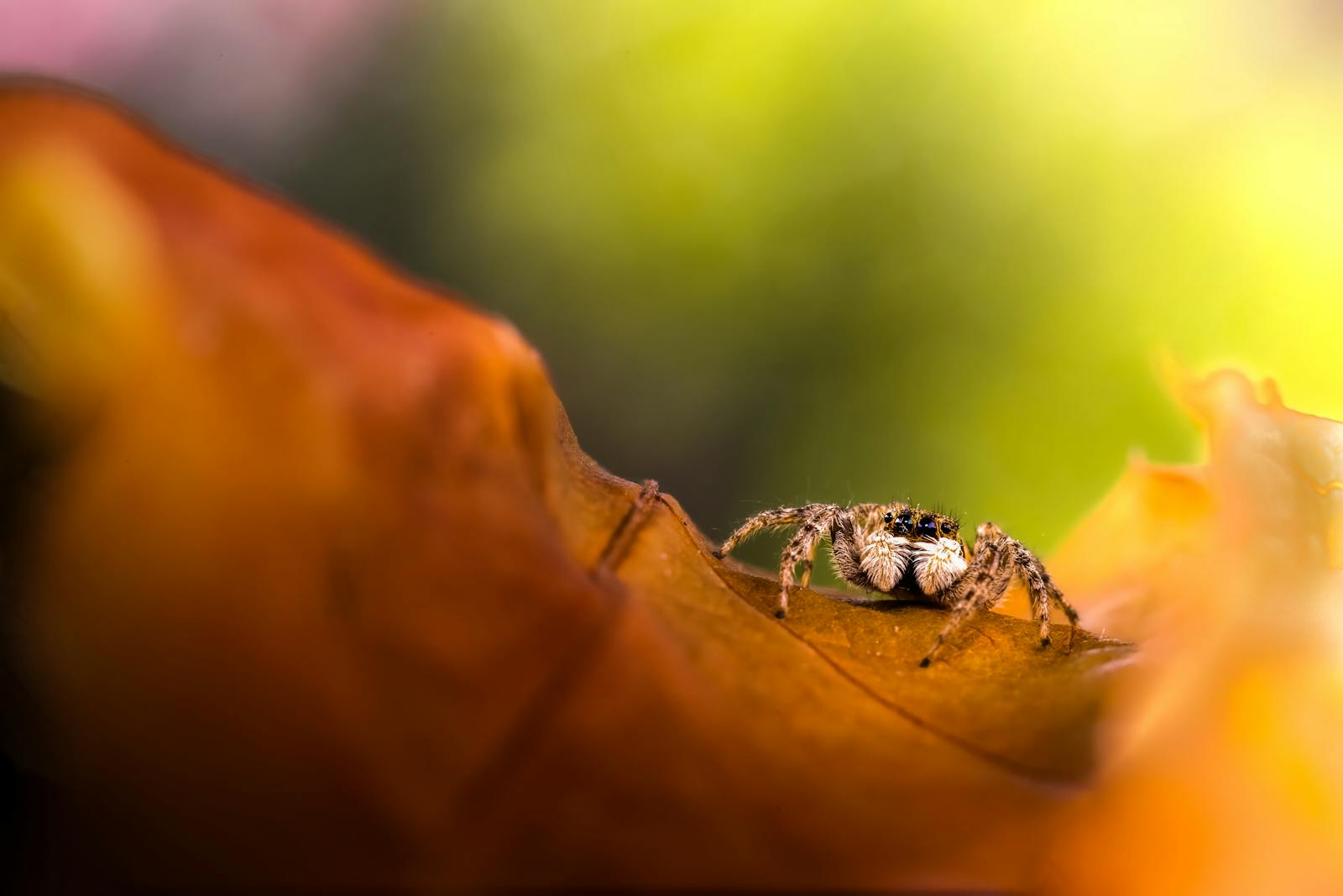 Lab Spider Photos, Download The BEST Free Lab Spider Stock Photos & HD ...