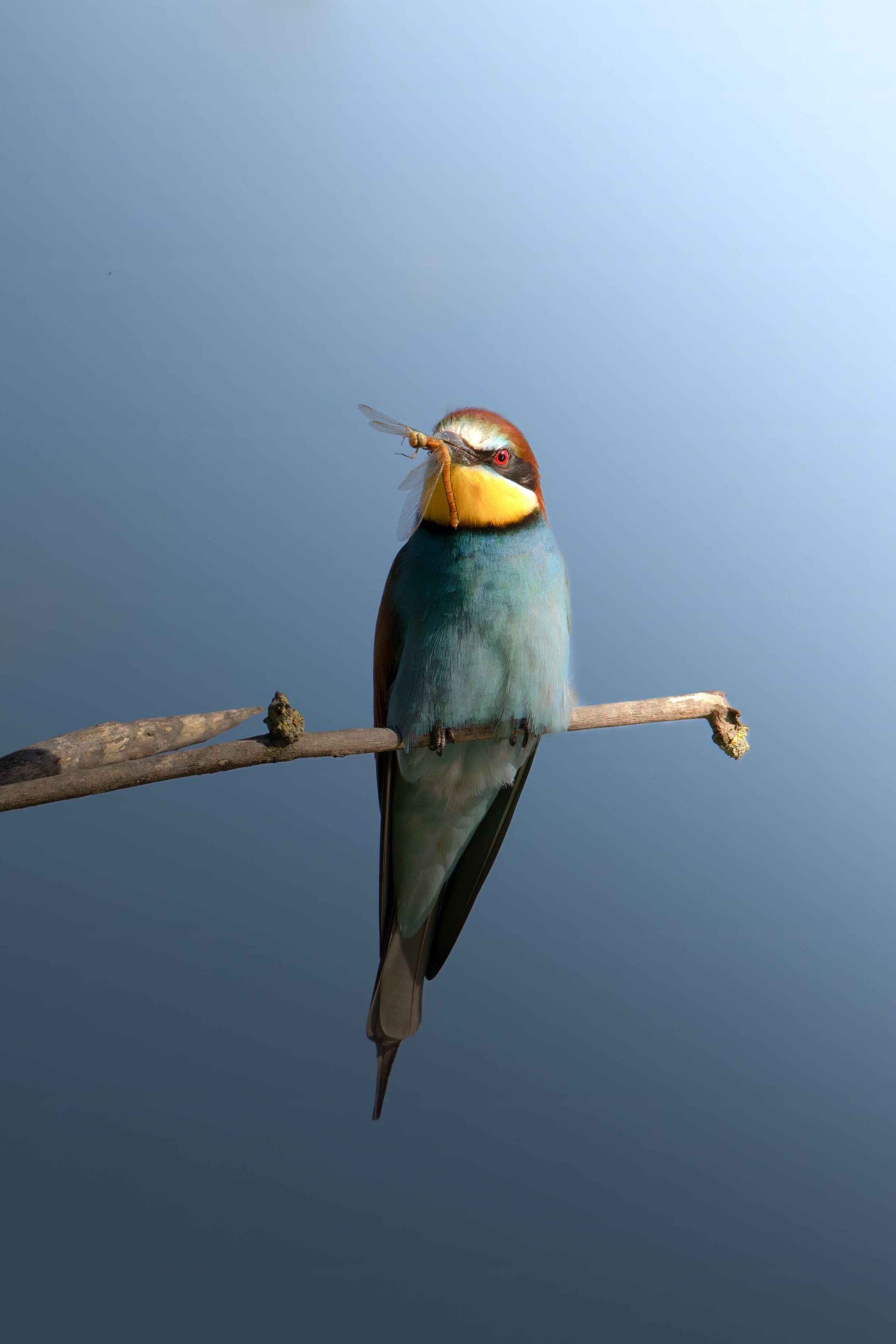 European Bee Eater Holding Fly in Beak · Free Stock Photo