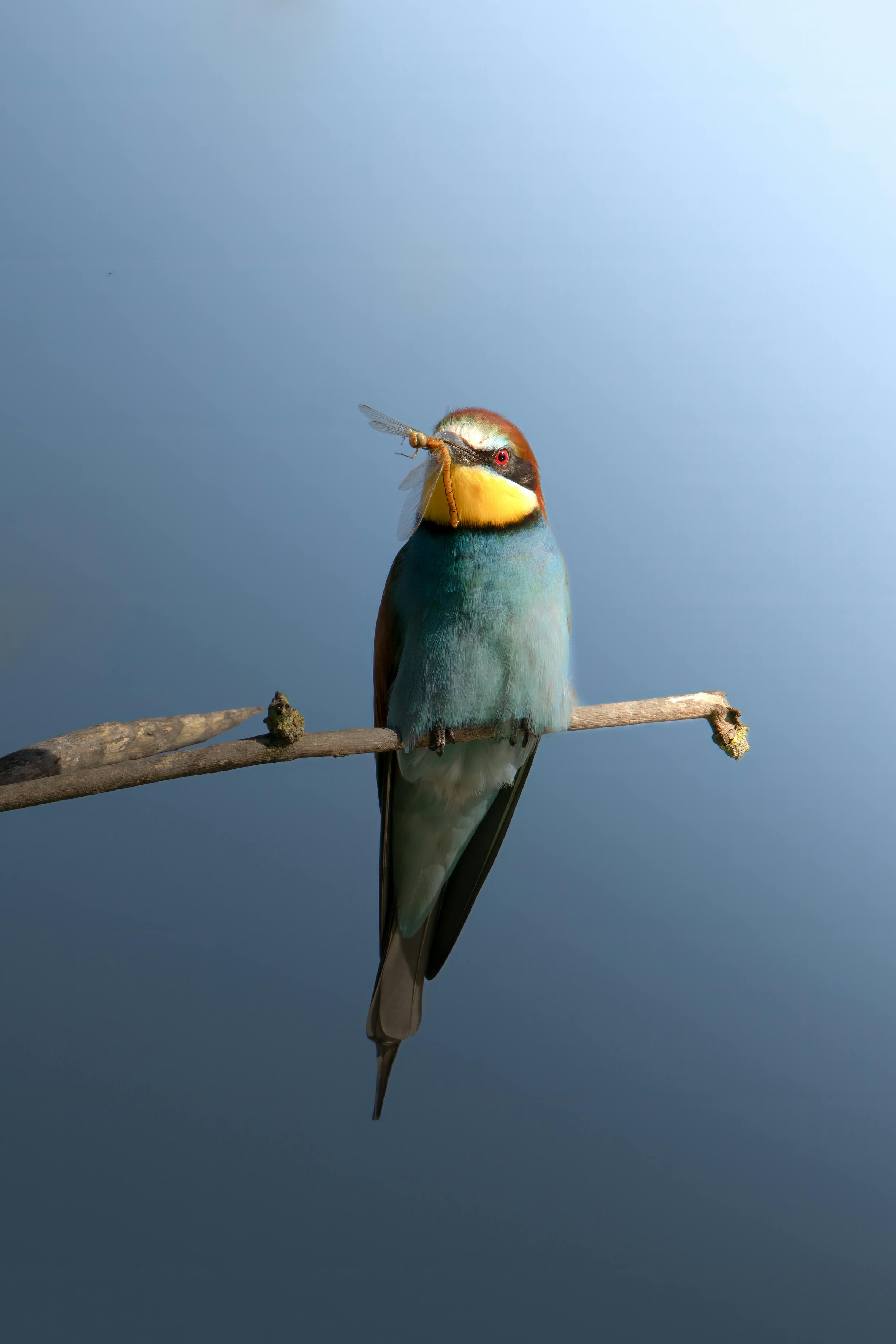 168.021+ Fotos y Imágenes de Pico pivo pico pose Gratis · Banco de ...