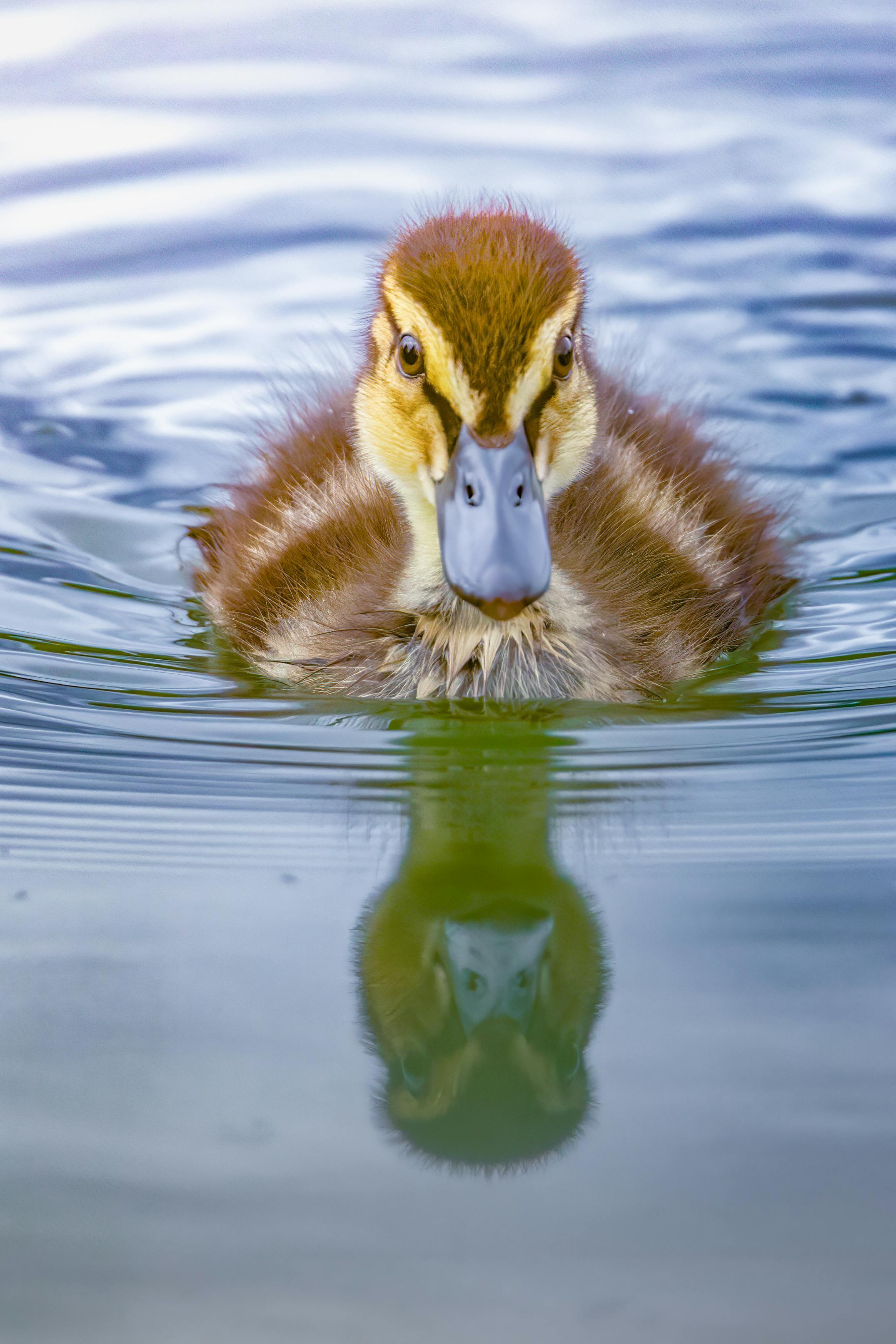 Ducks Group Together · Free Stock Photo