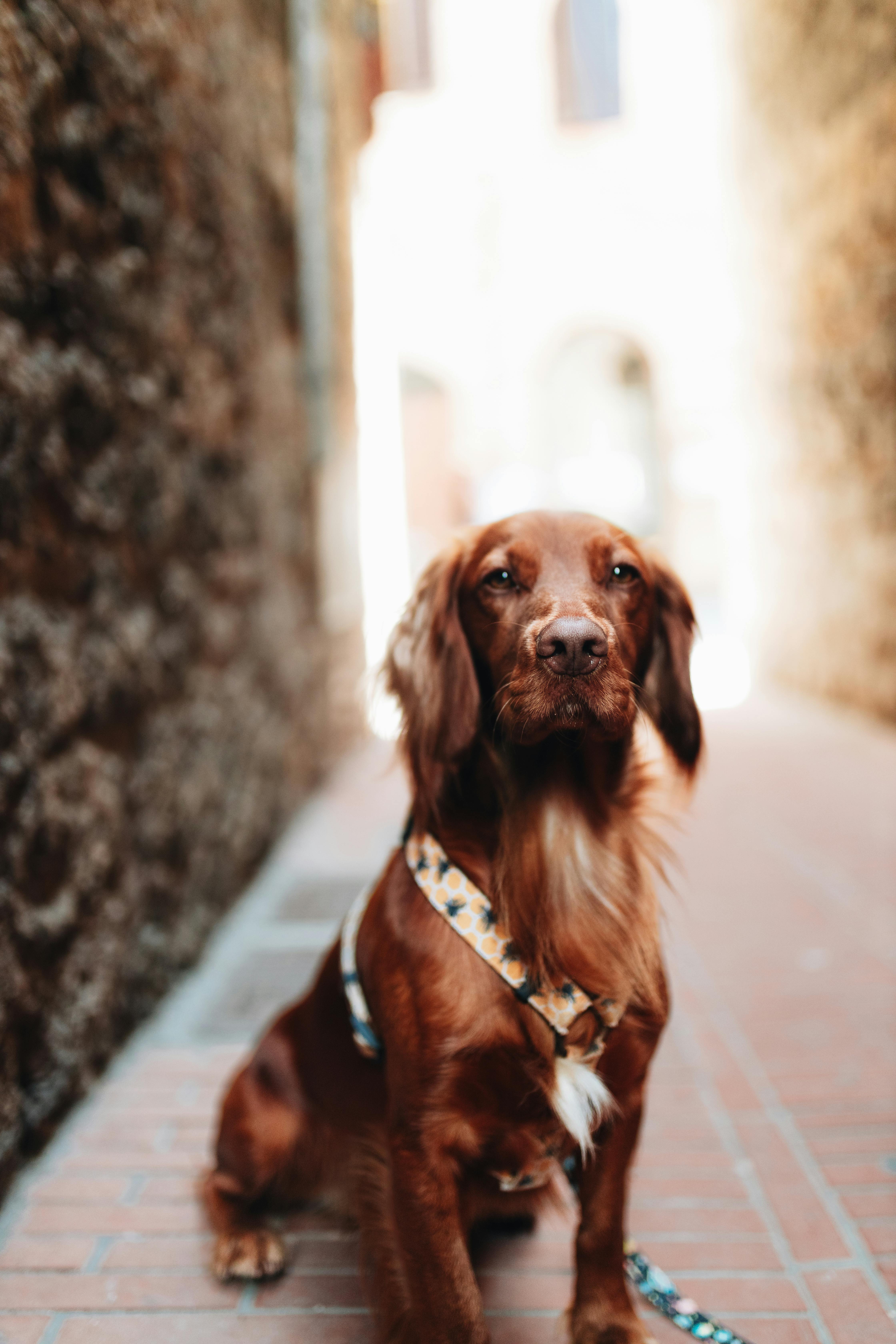 Dog in Harness Leash Sitting in the Alley · Free Stock Photo