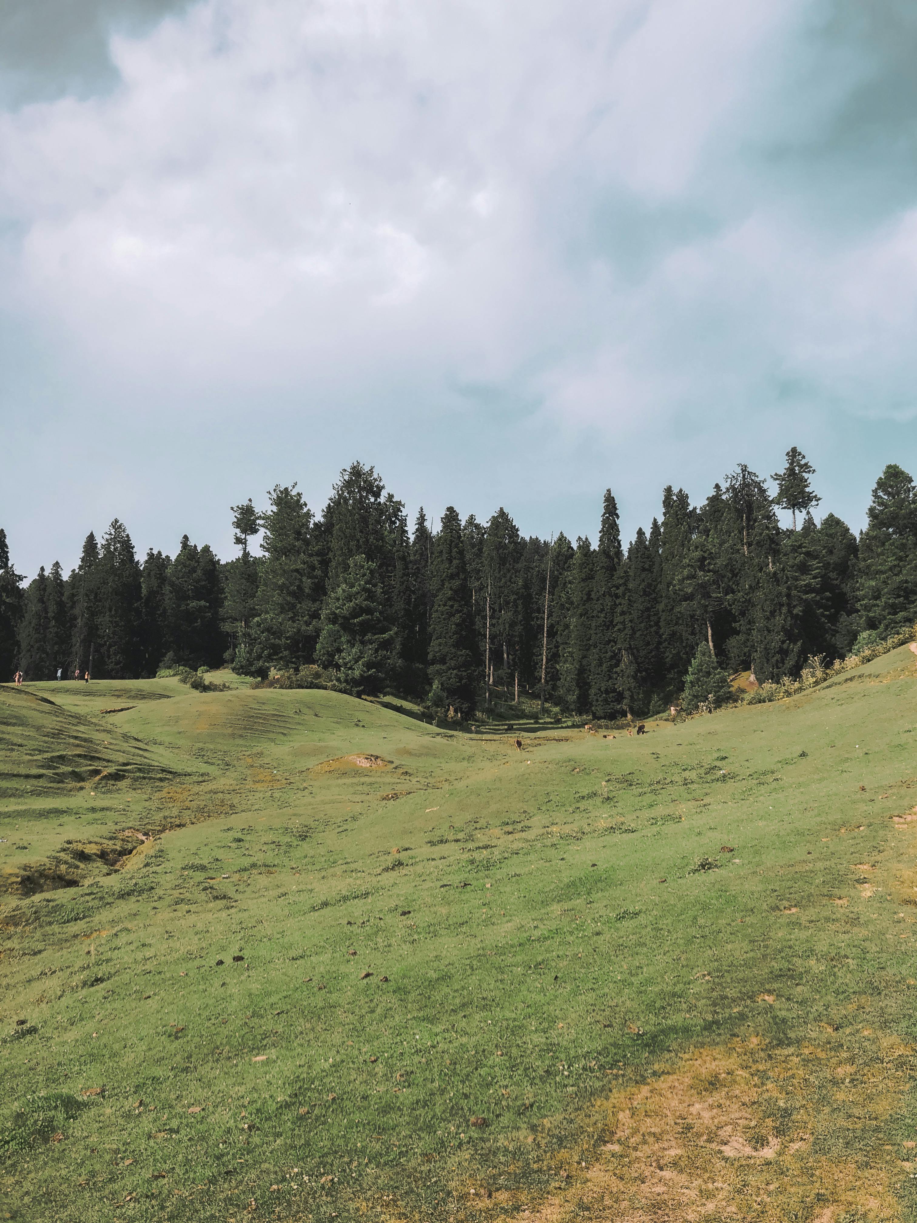 Green Grassland and Forest behind · Free Stock Photo