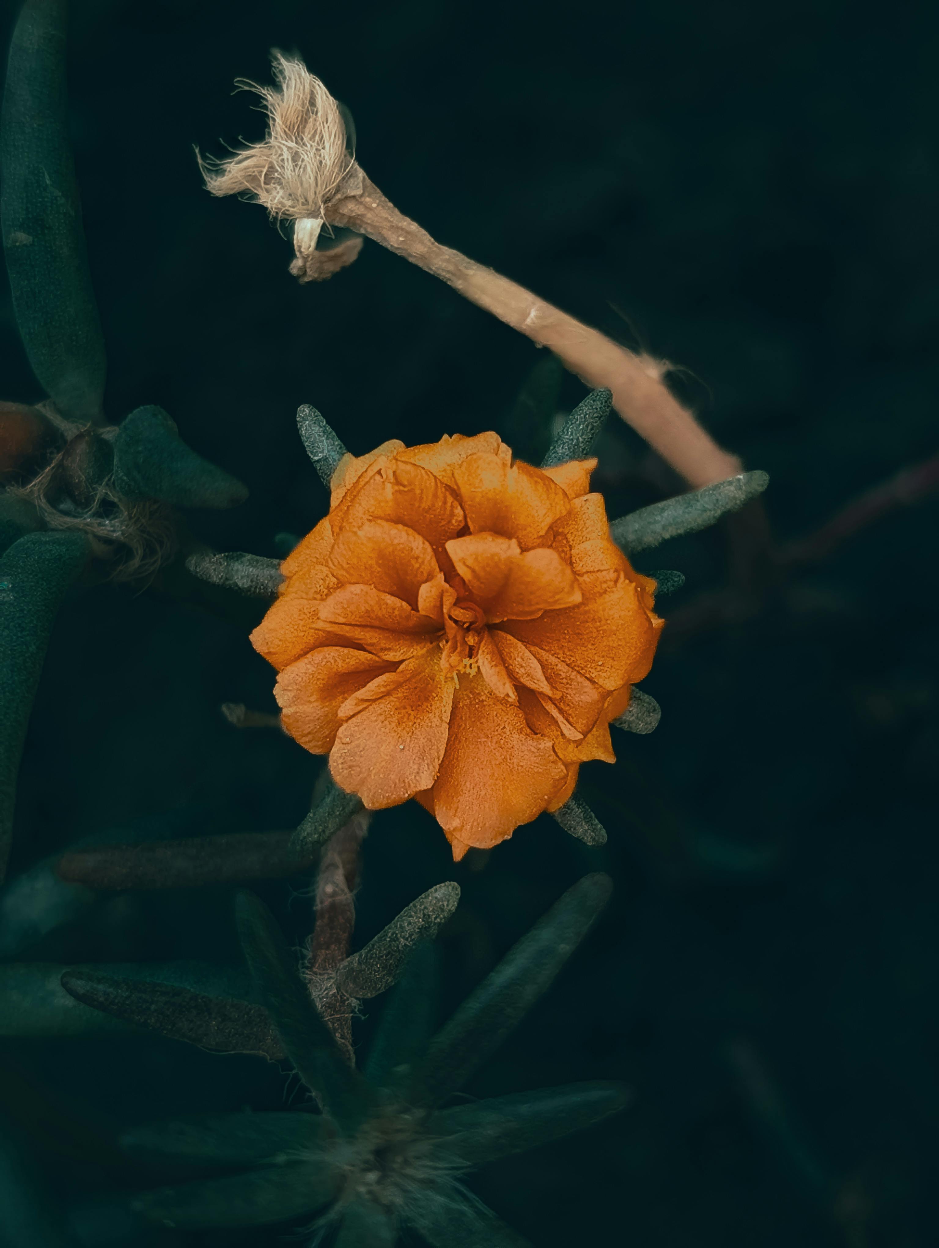 Muhammad Taha - 摄影