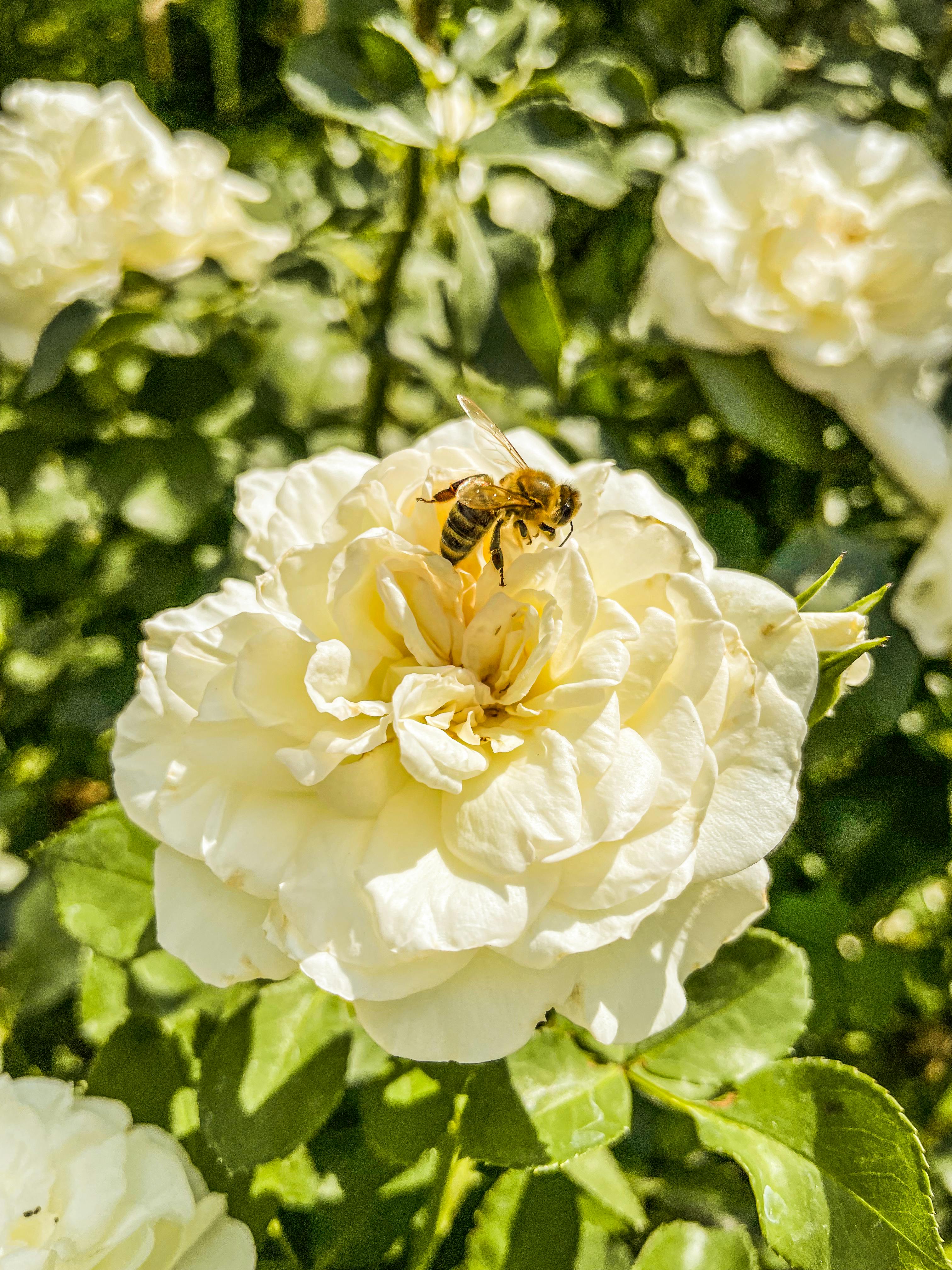 Bee on Rose Petals · Free Stock Photo