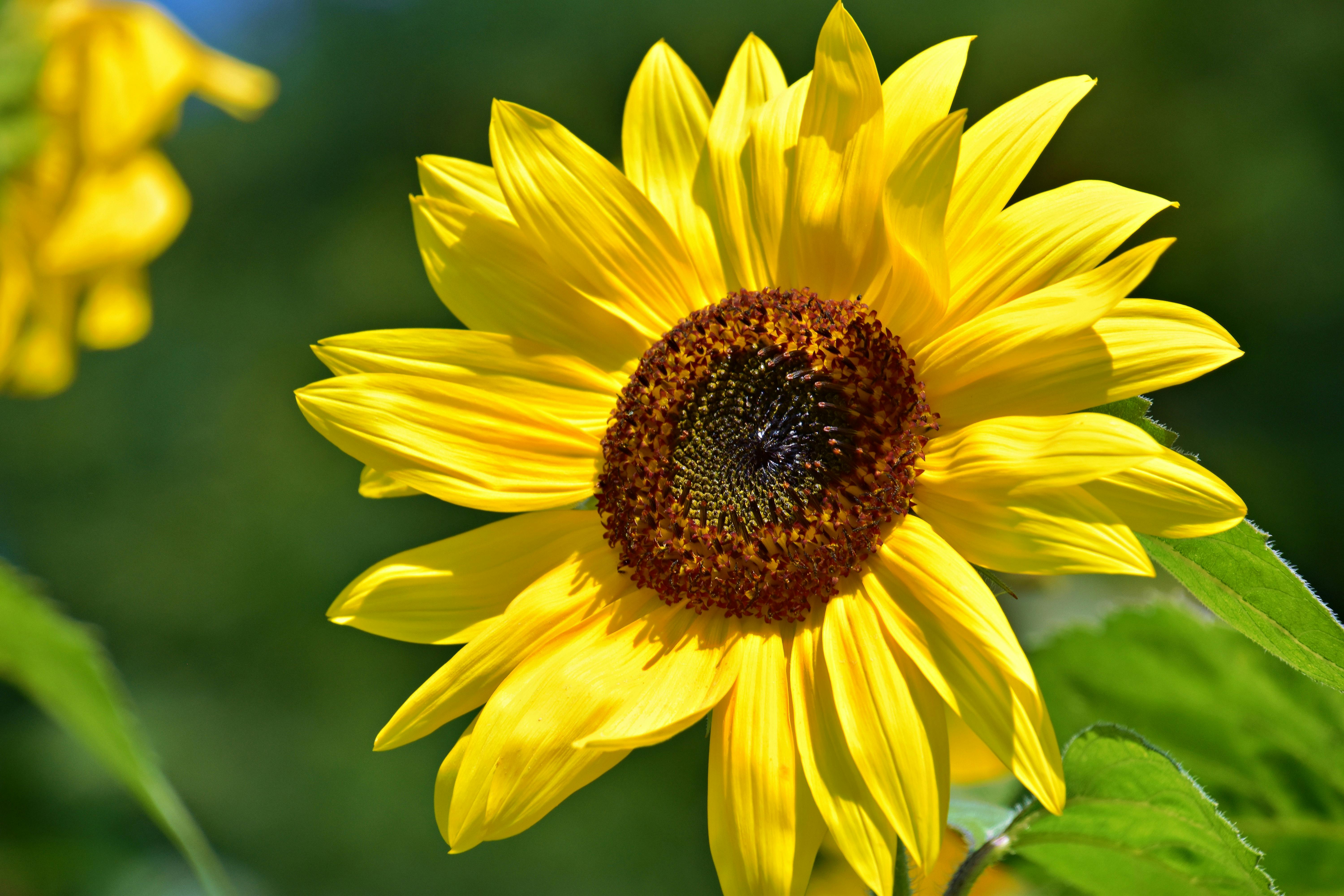 Sunflower Receptacle Photos, Download The BEST Free Sunflower ...