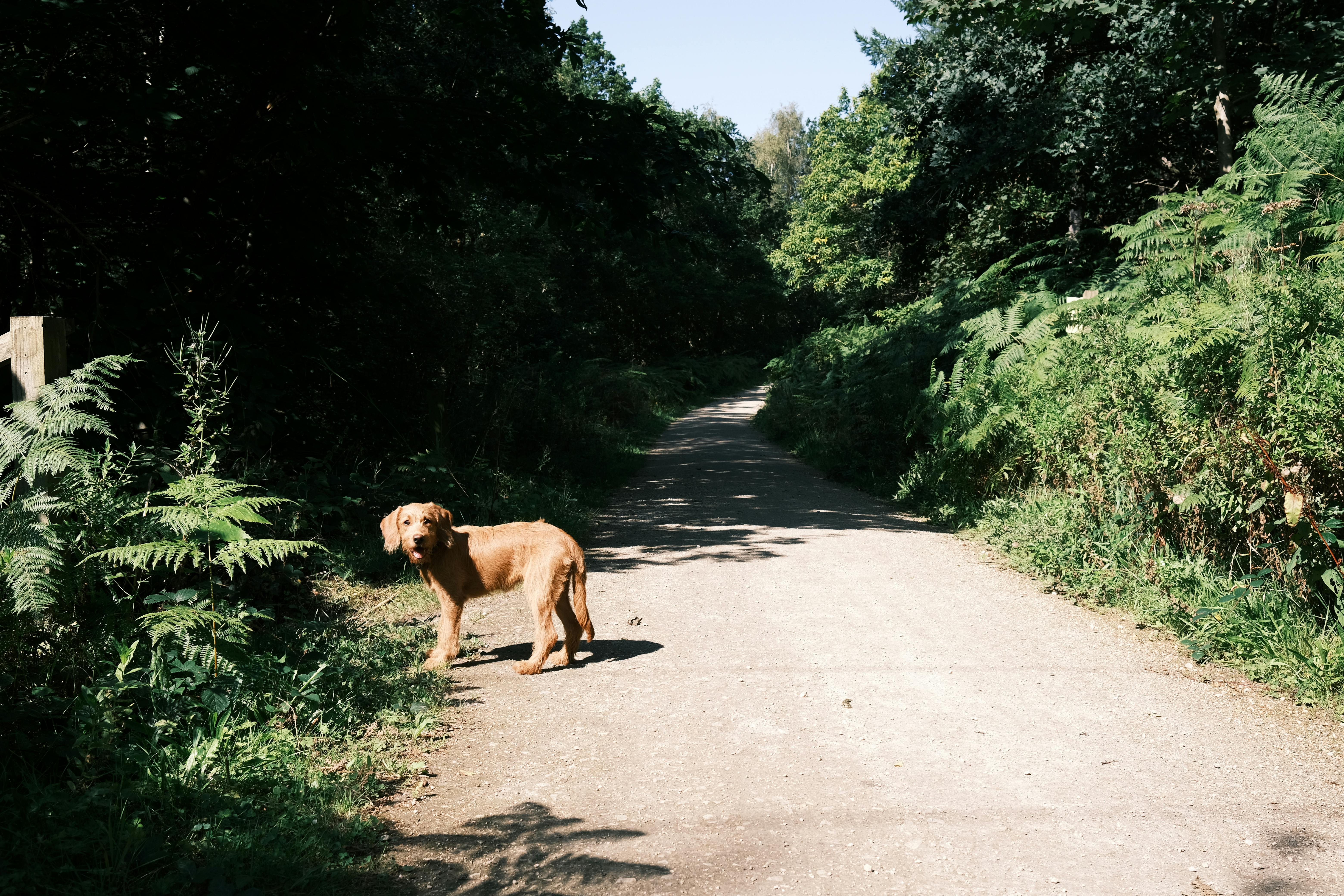 Road Wheeler Dog Photos, Download The BEST Free Road Wheeler Dog Stock ...