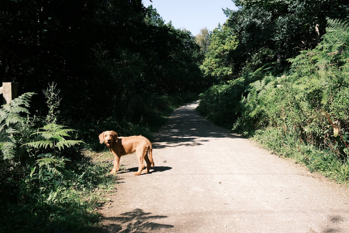 Road Willer Dog Photos, Download The BEST Free Road Willer Dog Stock ...