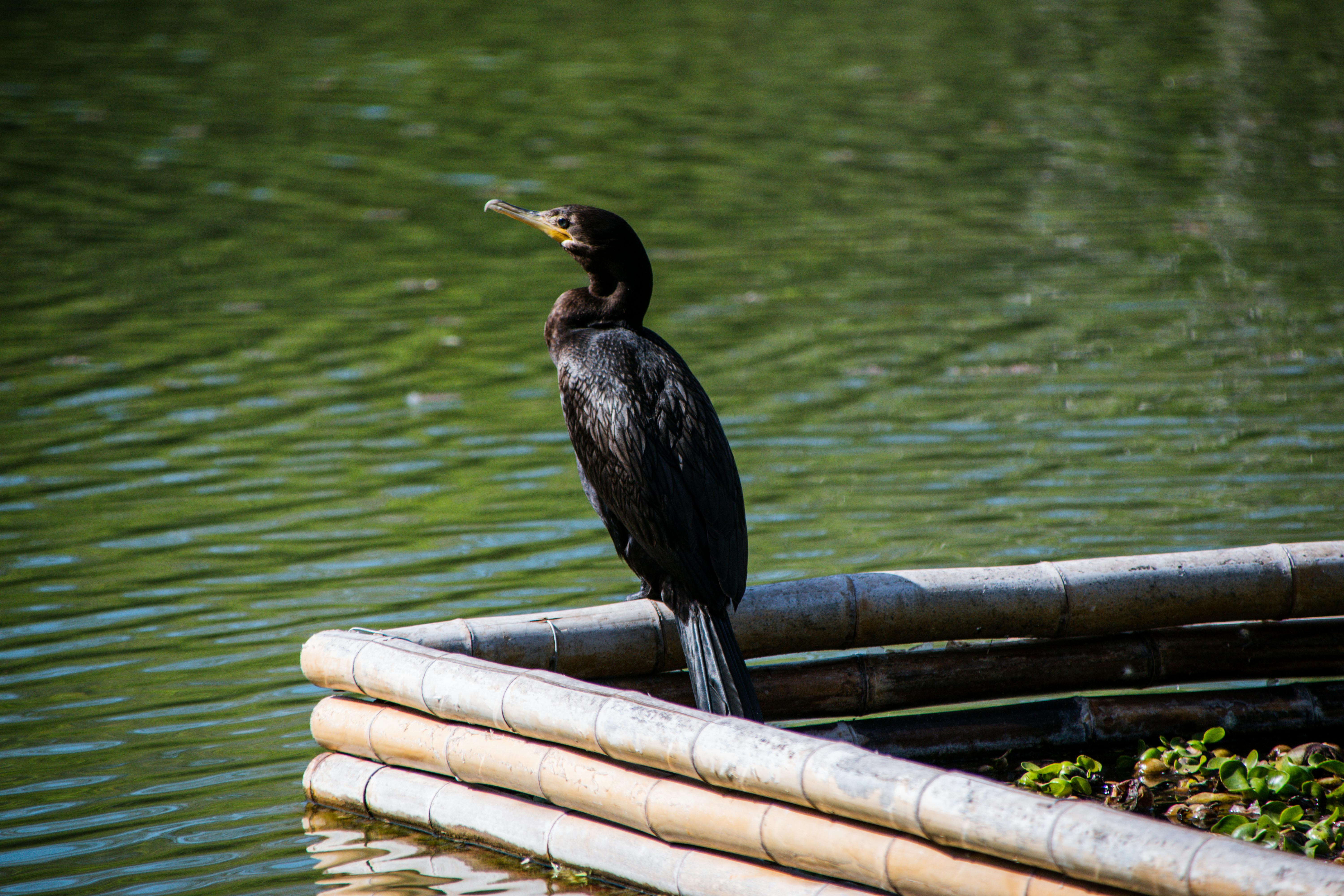 Black Cormorant Perched on a Wooden Fence · Free Stock Photo