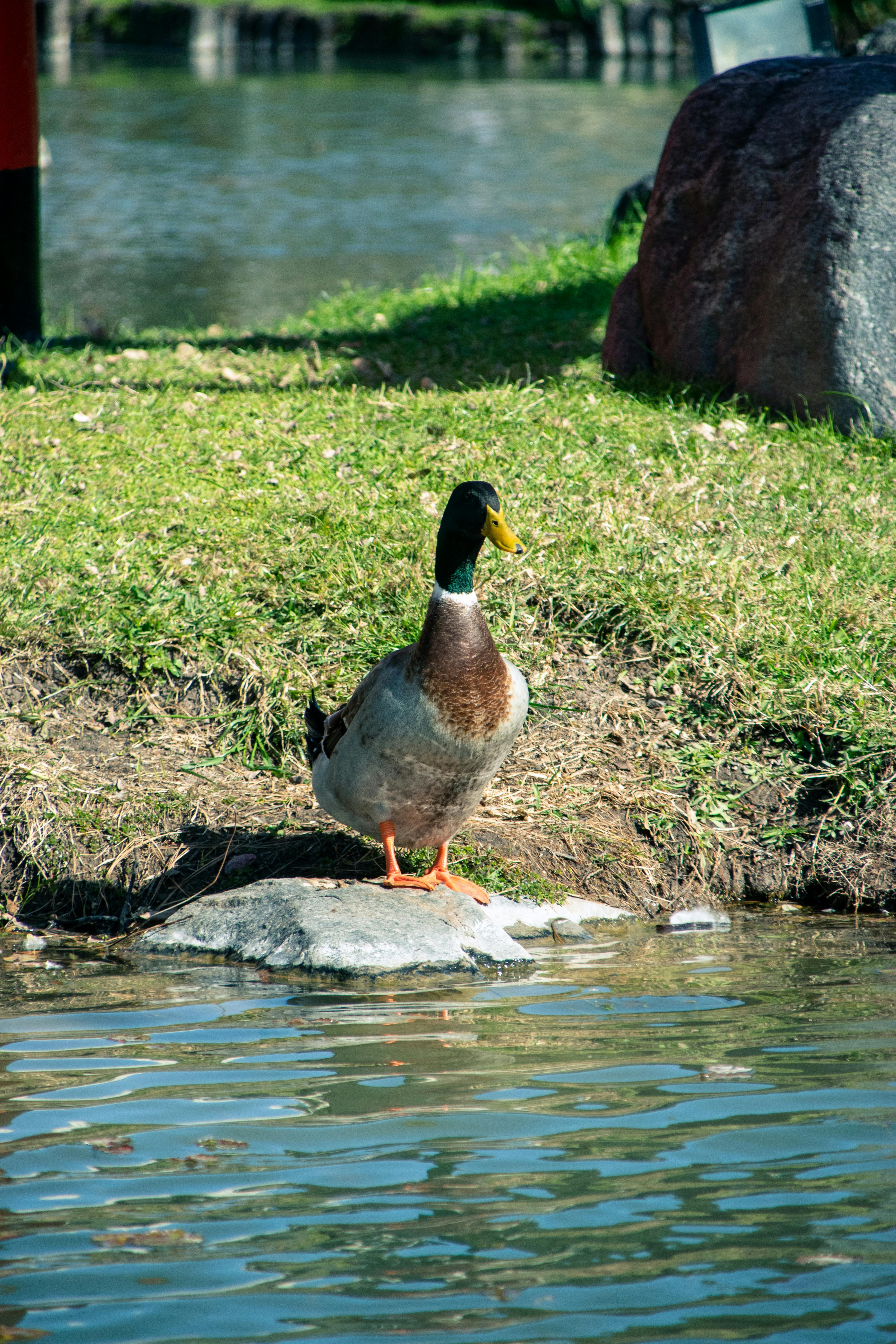 Green and Gray Mallard Duck · Free Stock Photo