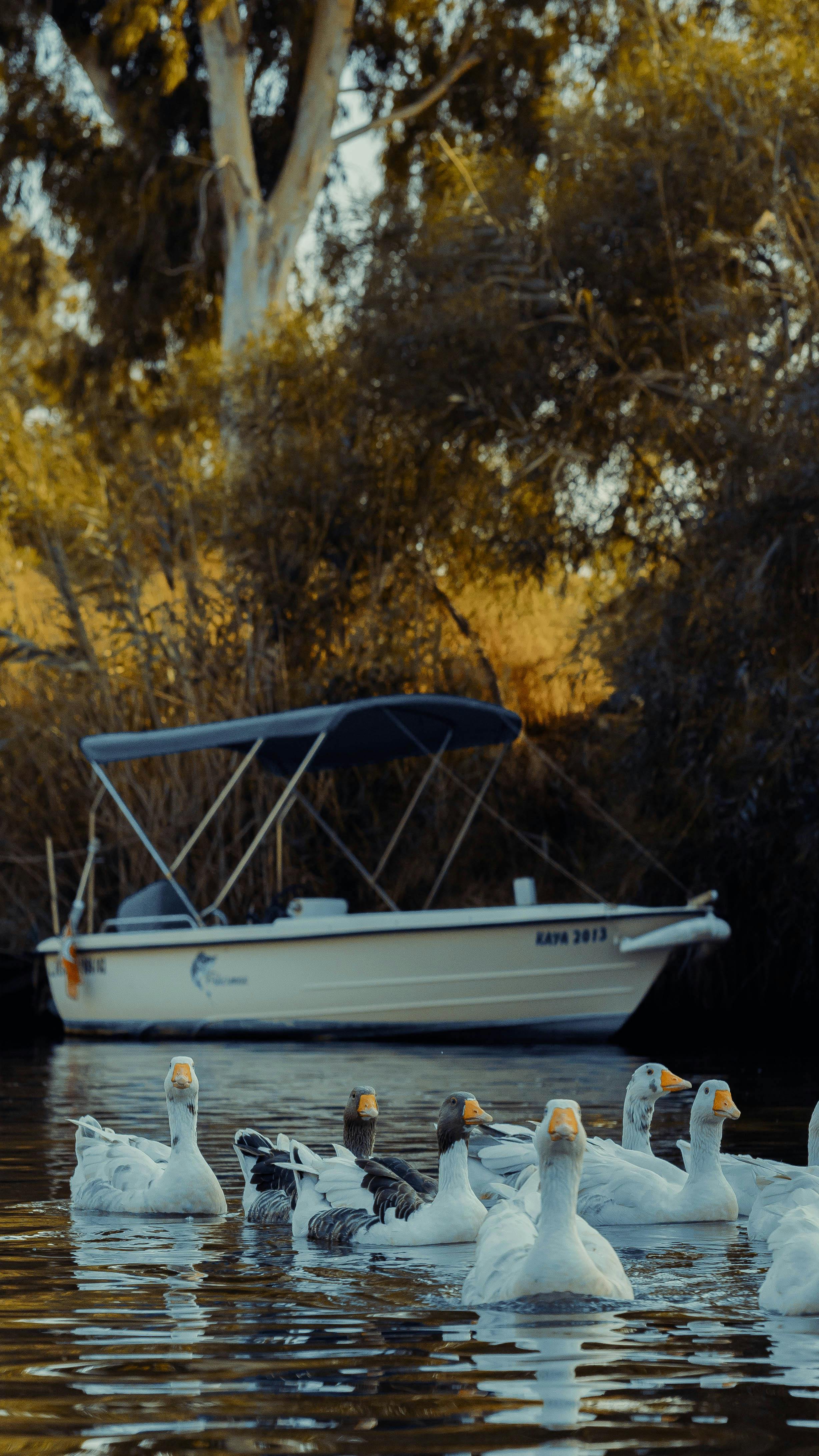 Flock of Geese Swimming in a River Next to a Moored Boat · Free Stock Photo