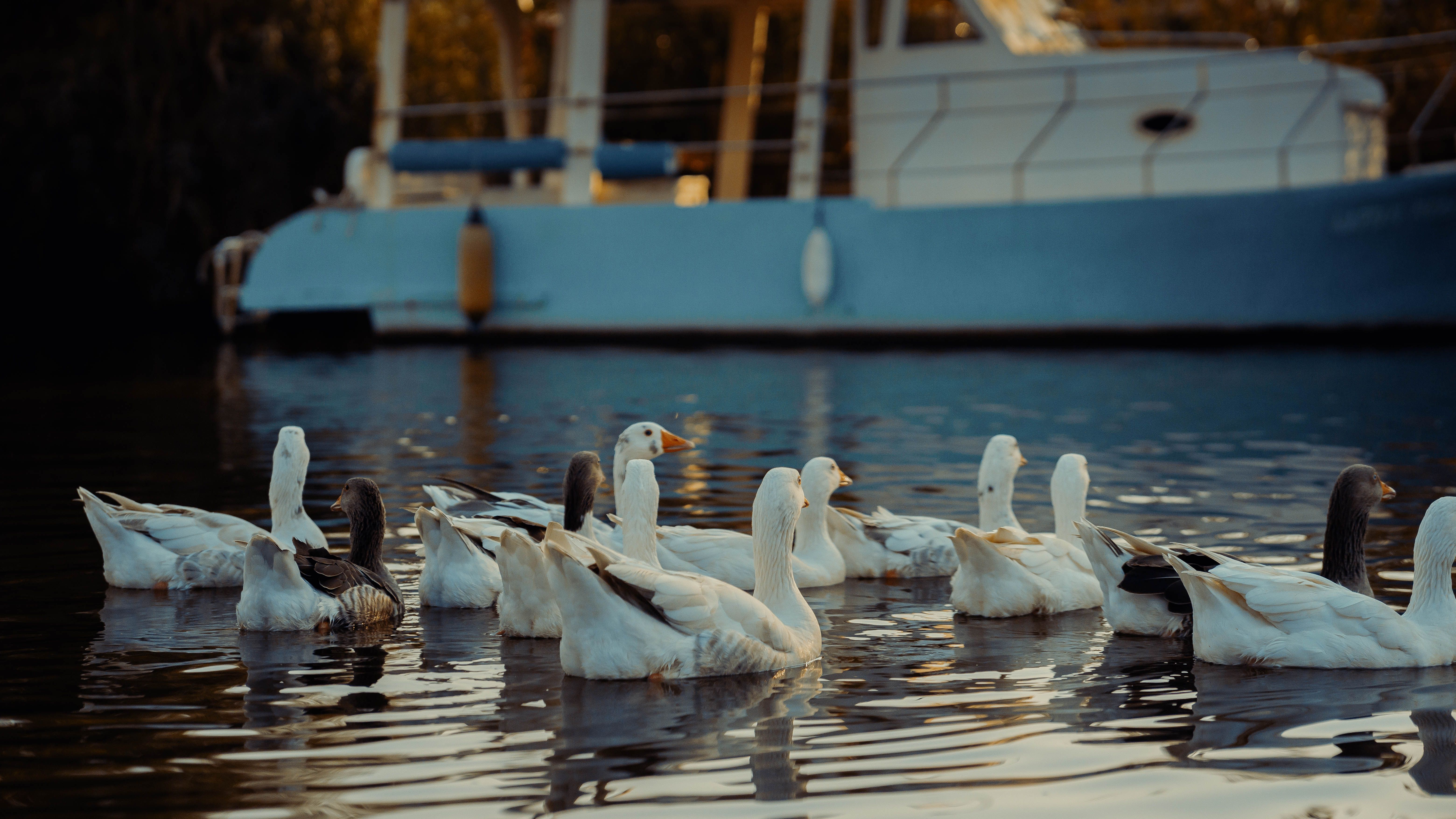 Boat Goose Photos, Download The BEST Free Boat Goose Stock Photos & HD ...