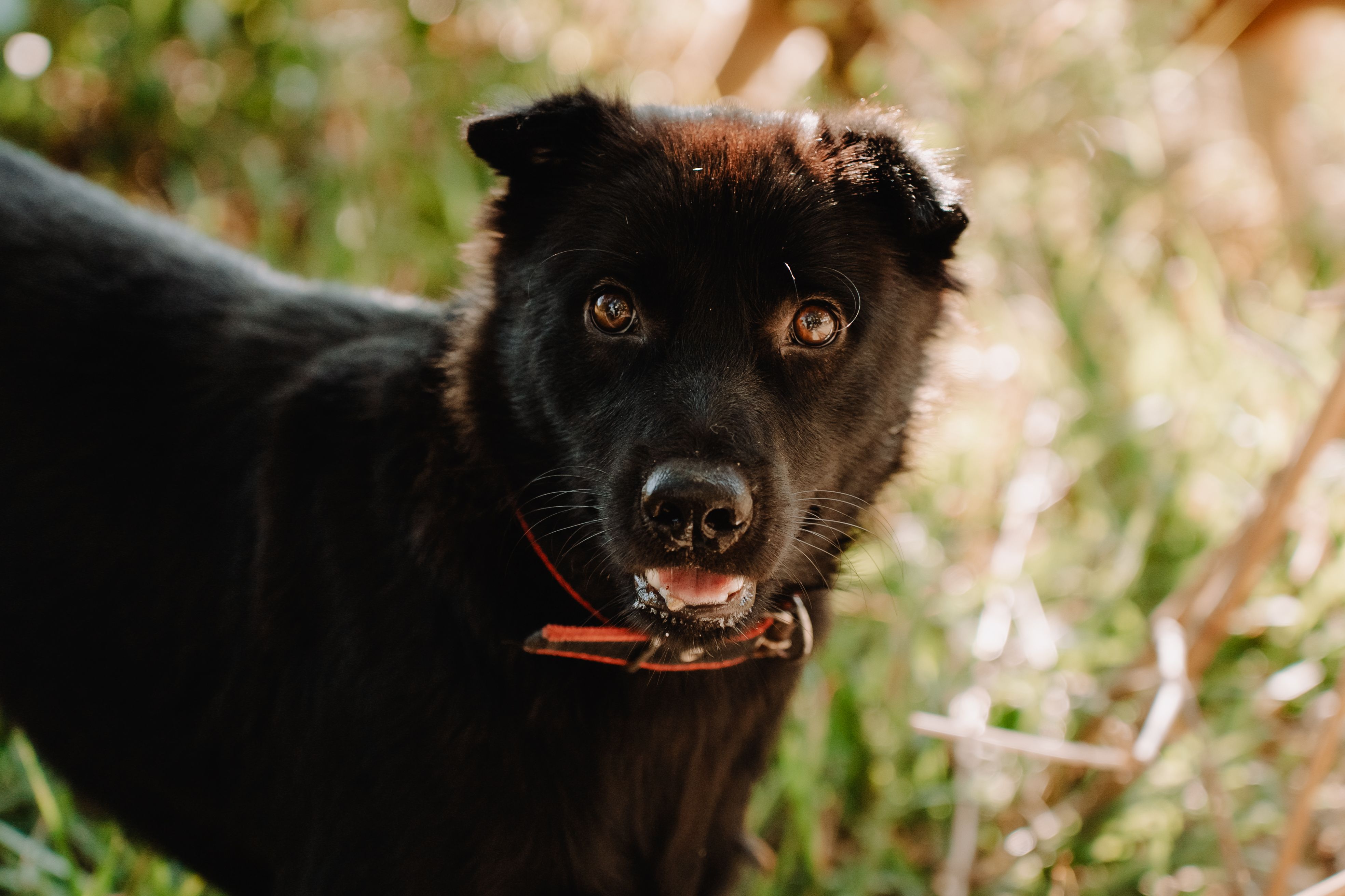 Close up of Black Dog · Free Stock Photo