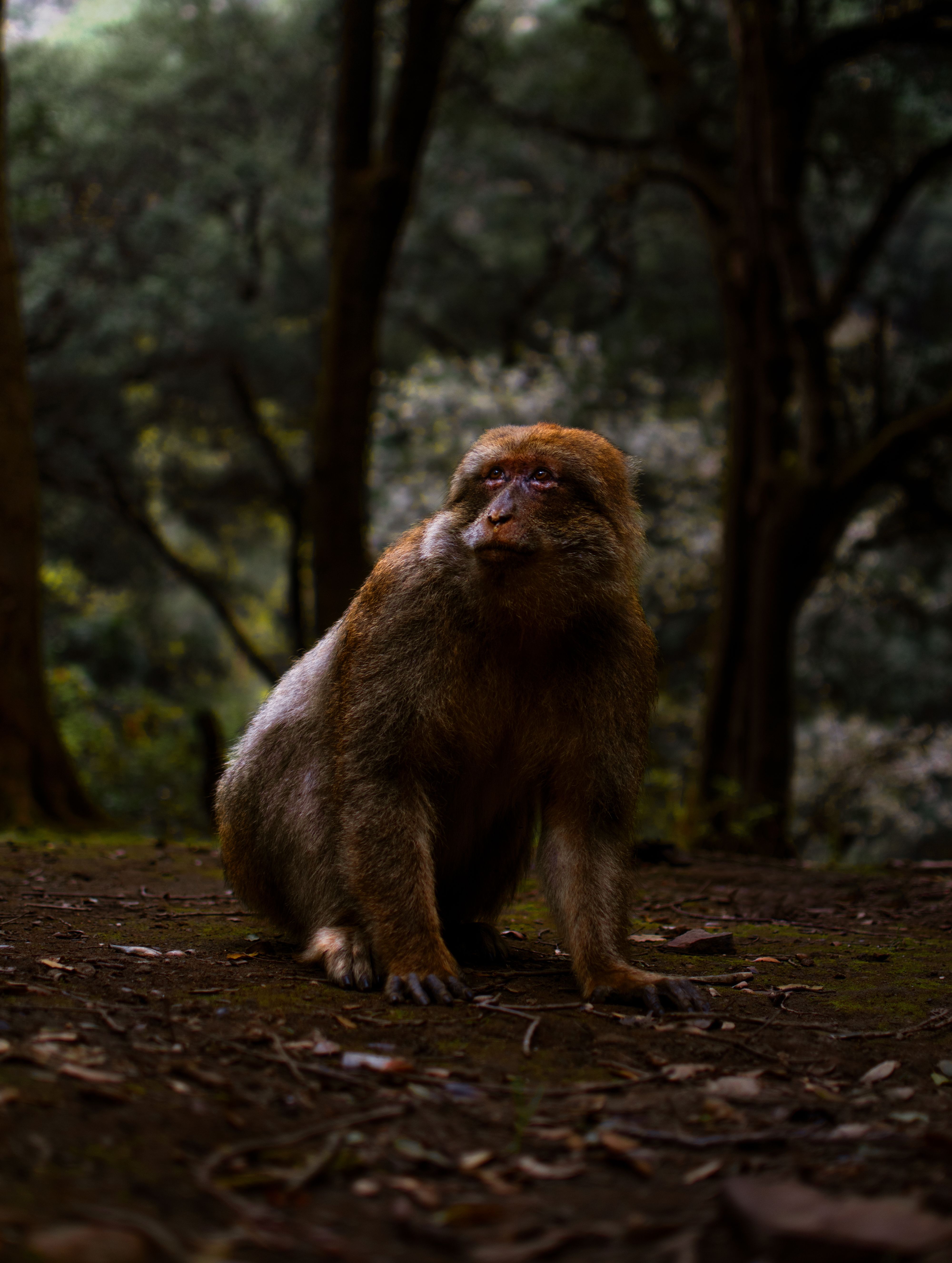 Foto de stock gratuita sobre al aire libre, animal, árbol, bosque ...