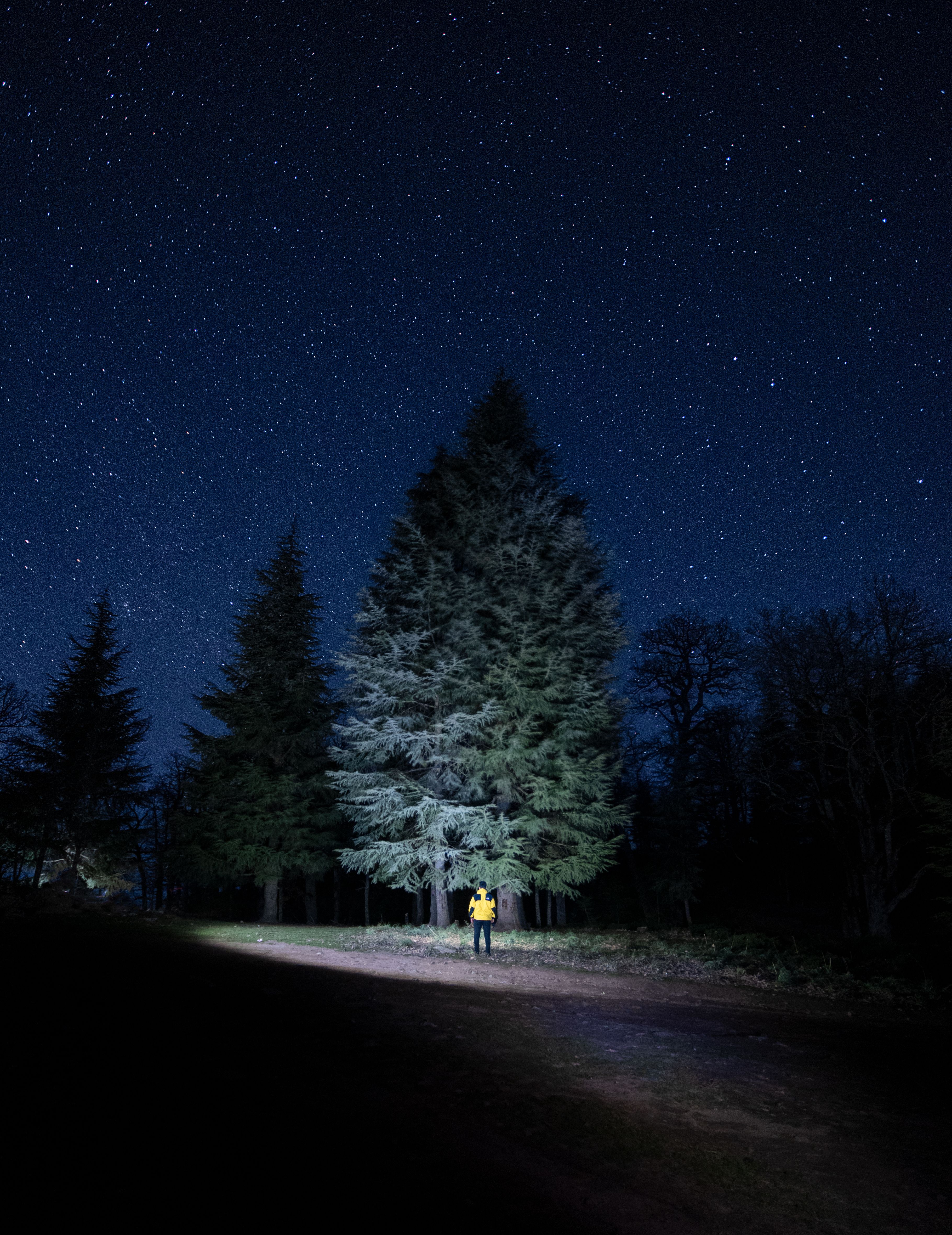 A Man with a Flashlight Standing next to a Tree at Night · Free Stock Photo