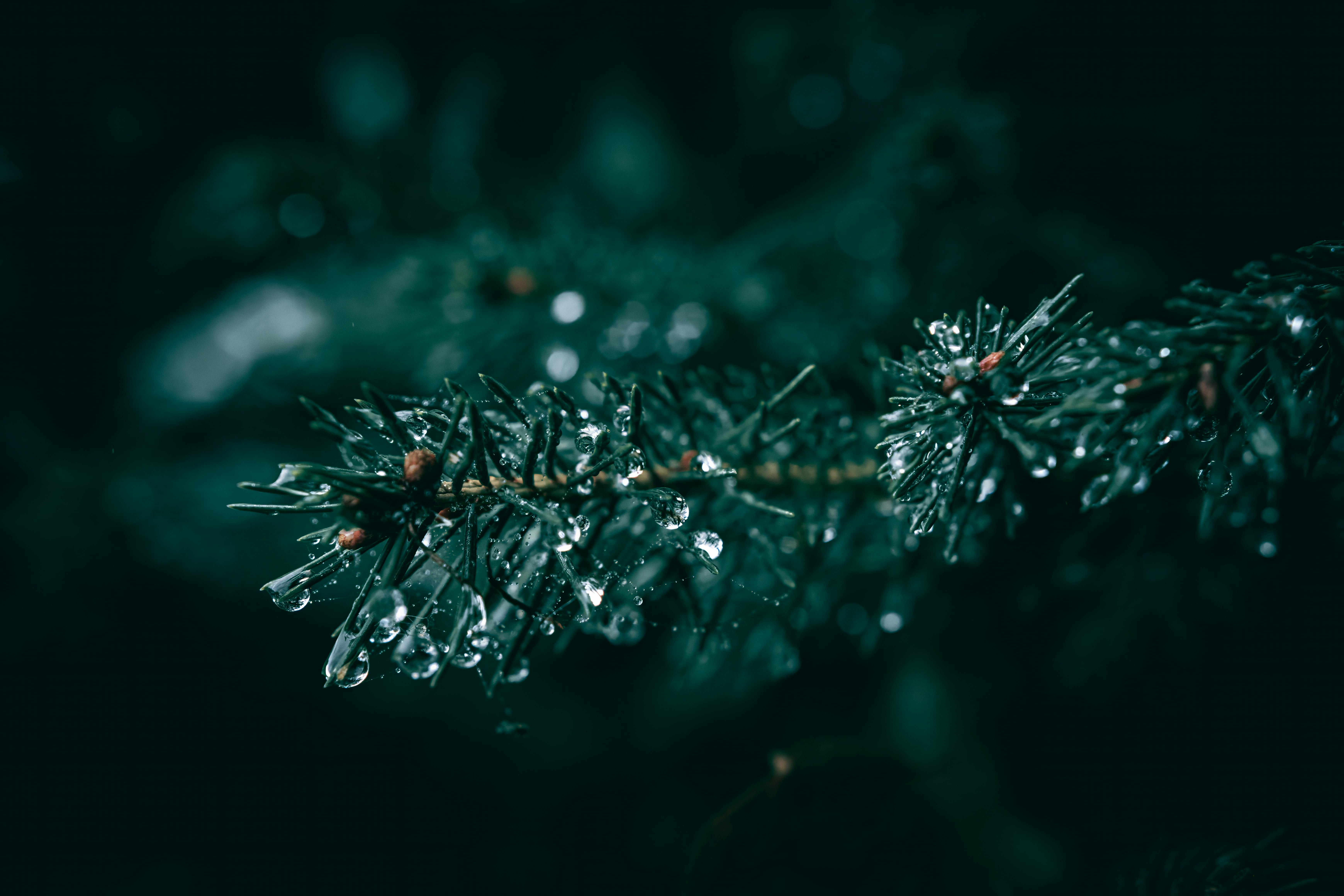 Rain Drops on Conifer Tree Needles · Free Stock Photo