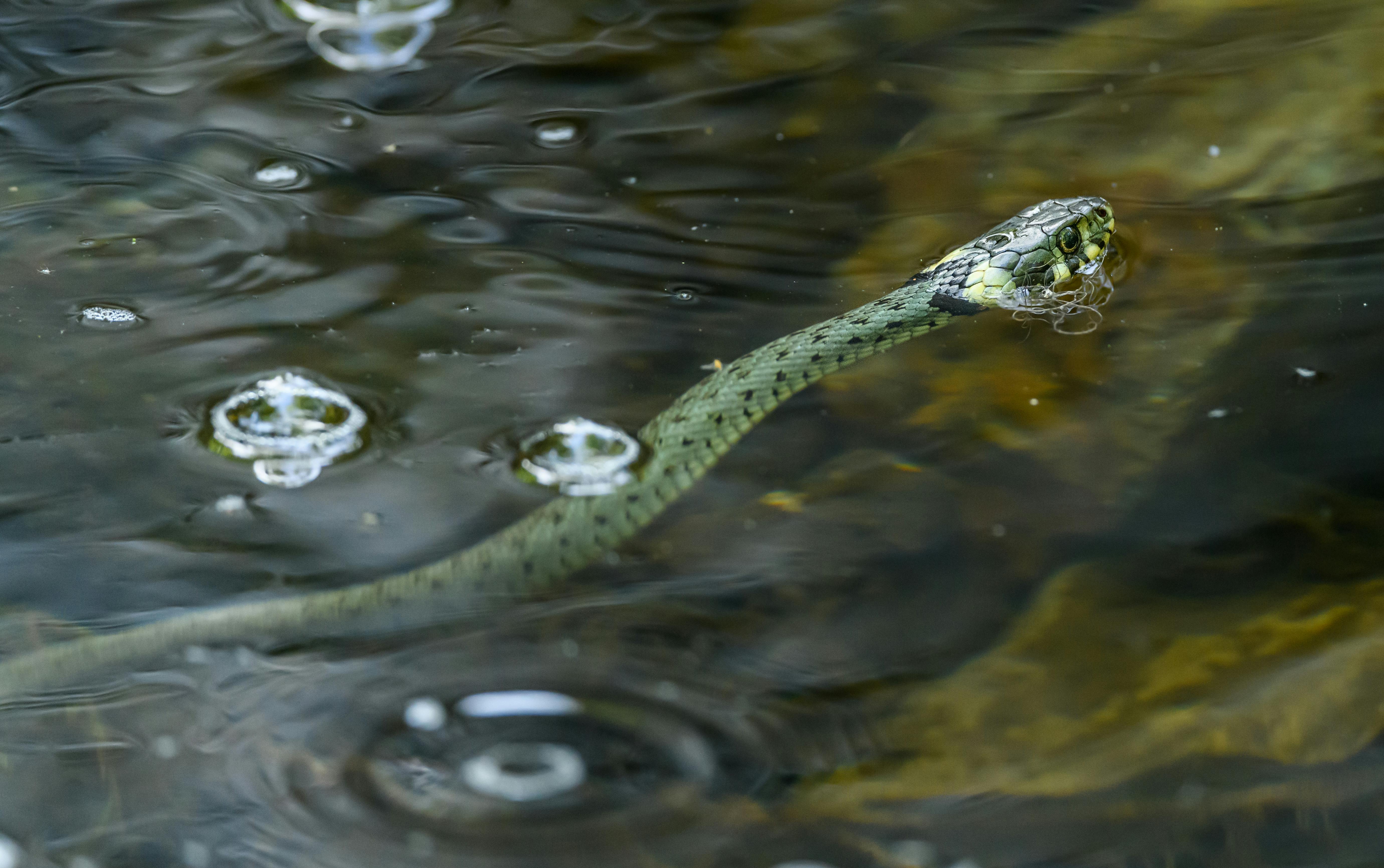 Snake Swimming in Water · Free Stock Photo