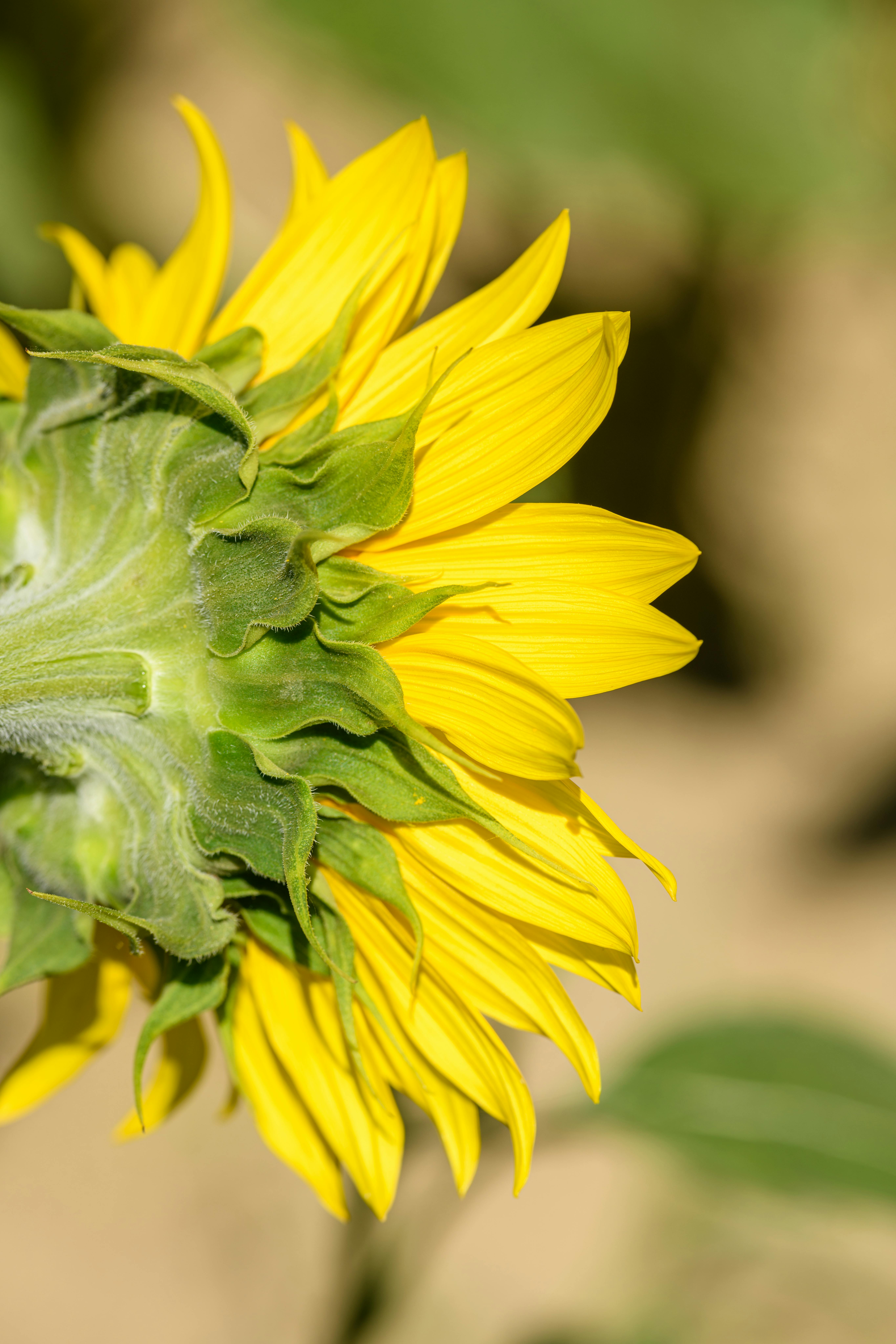Close-up of the Back of a Sunflower · Free Stock Photo