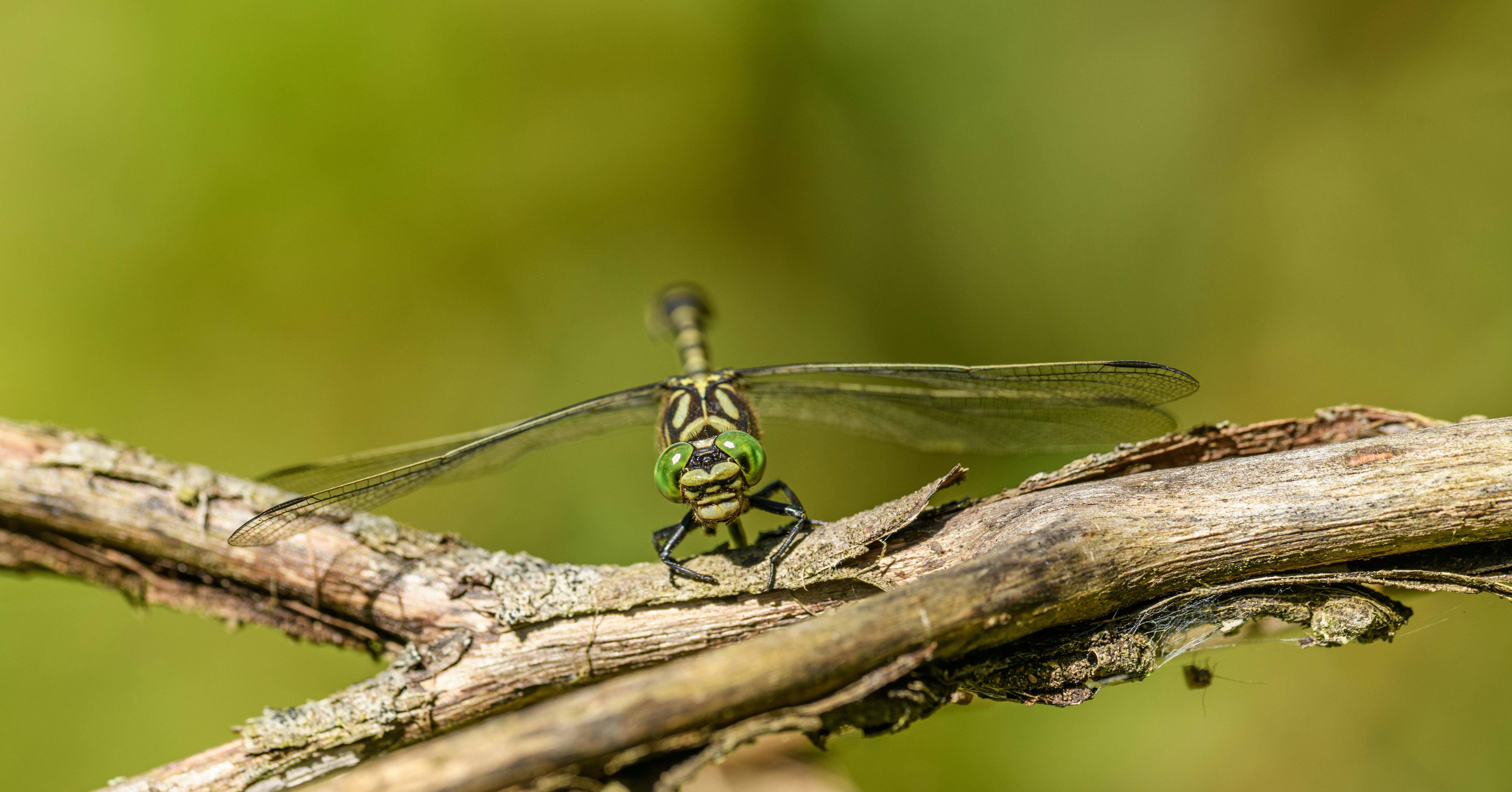 Foto de stock gratuita sobre al aire libre, alas, alas de gasa, alas de ...