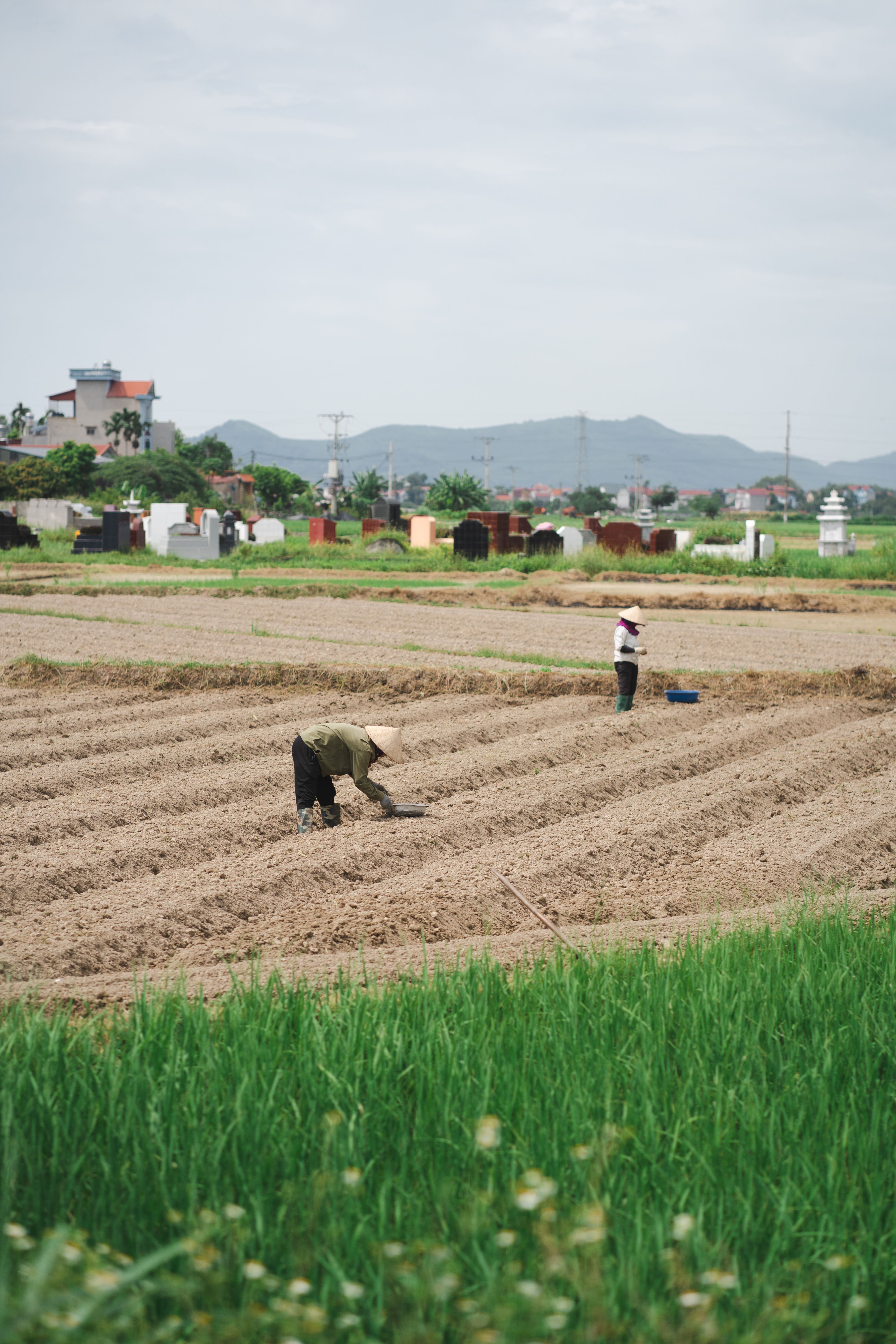 Man Carrying Yoke With Rice Grains · Free Stock Photo