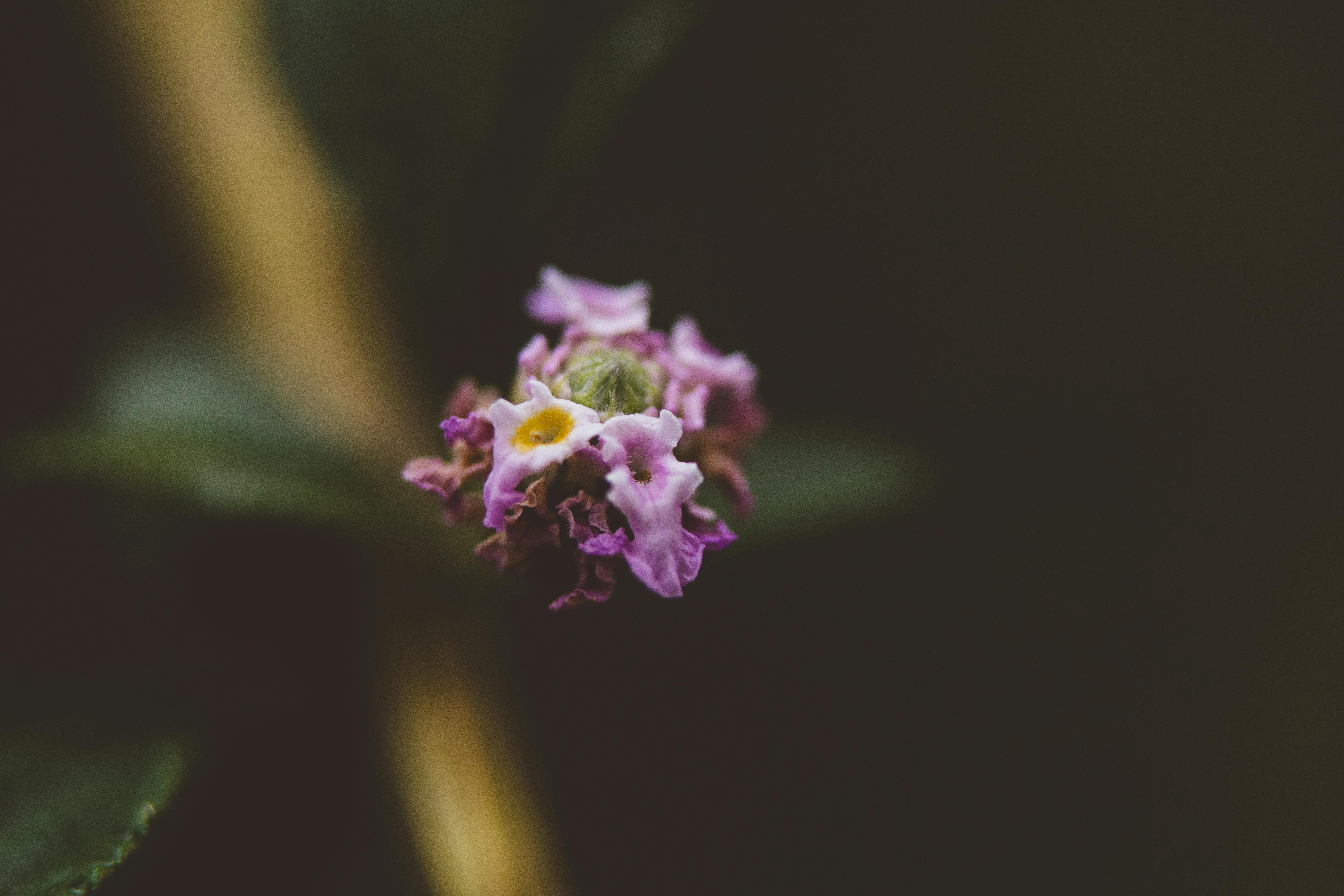 Focus on a Bloomin Lavender Flower · Free Stock Photo