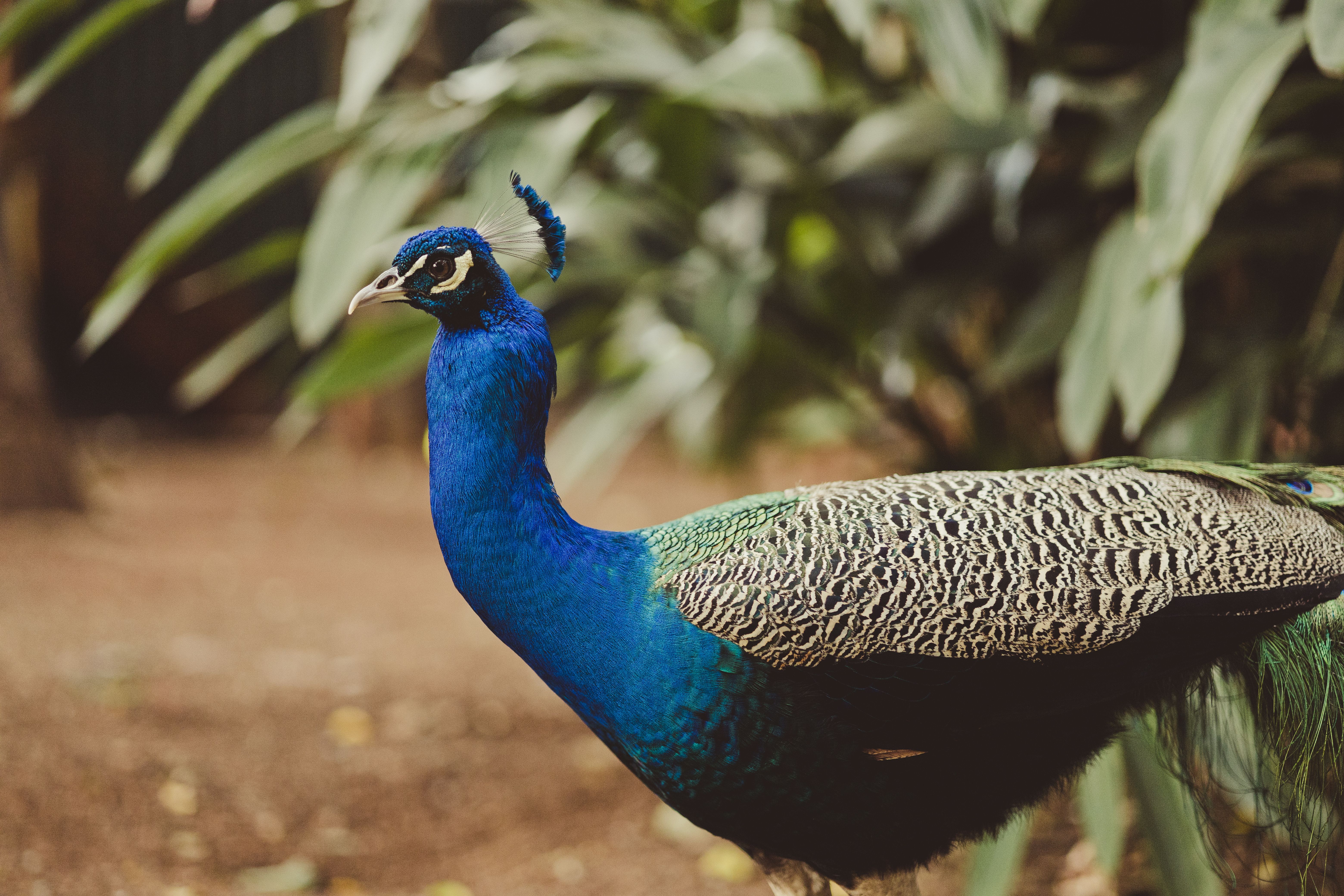 Peacock Side View · Free Stock Photo
