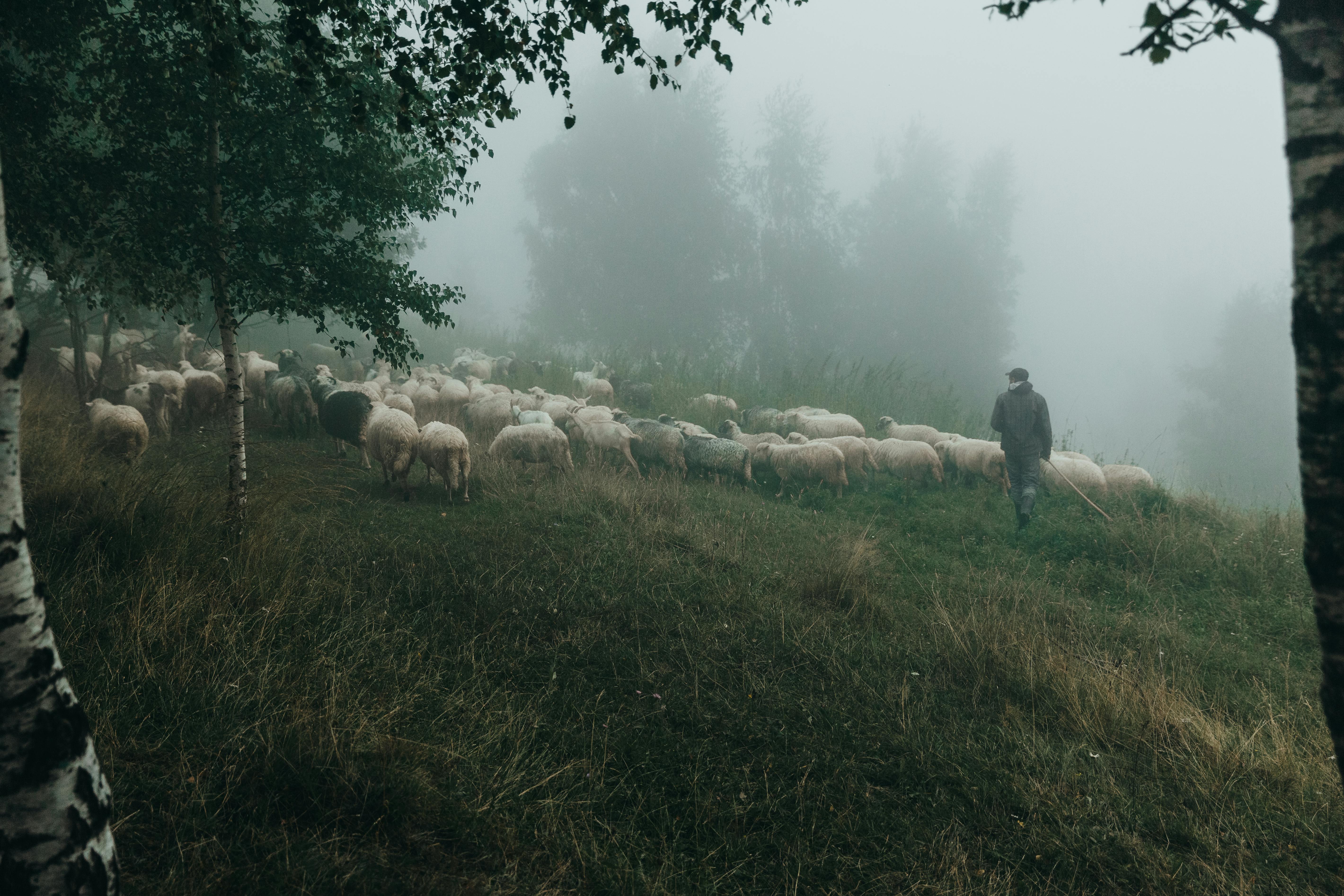 Shepherding Photos, Download The BEST Free Shepherding Stock Photos ...