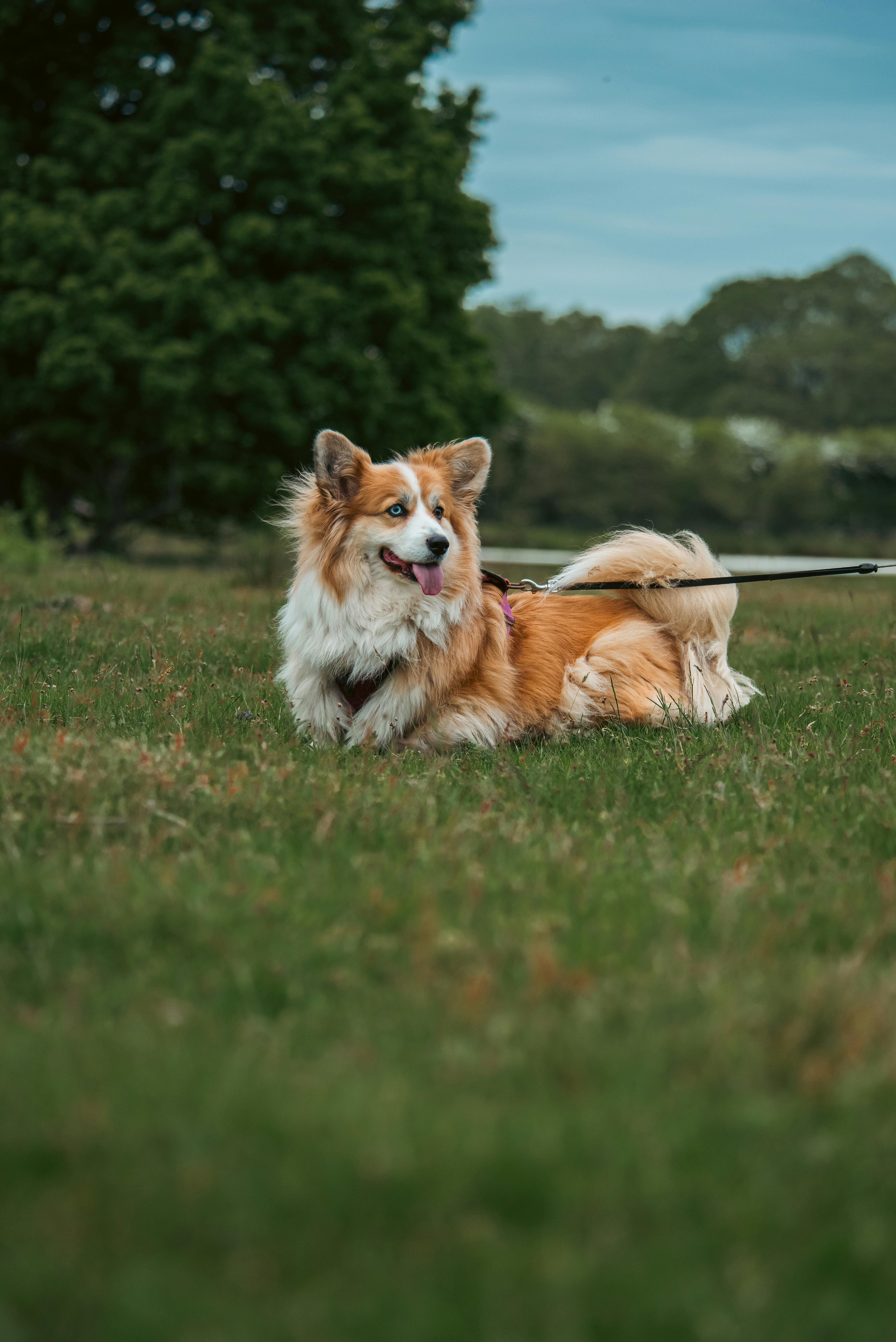 White and Brown Corgi Puppy · Free Stock Photo