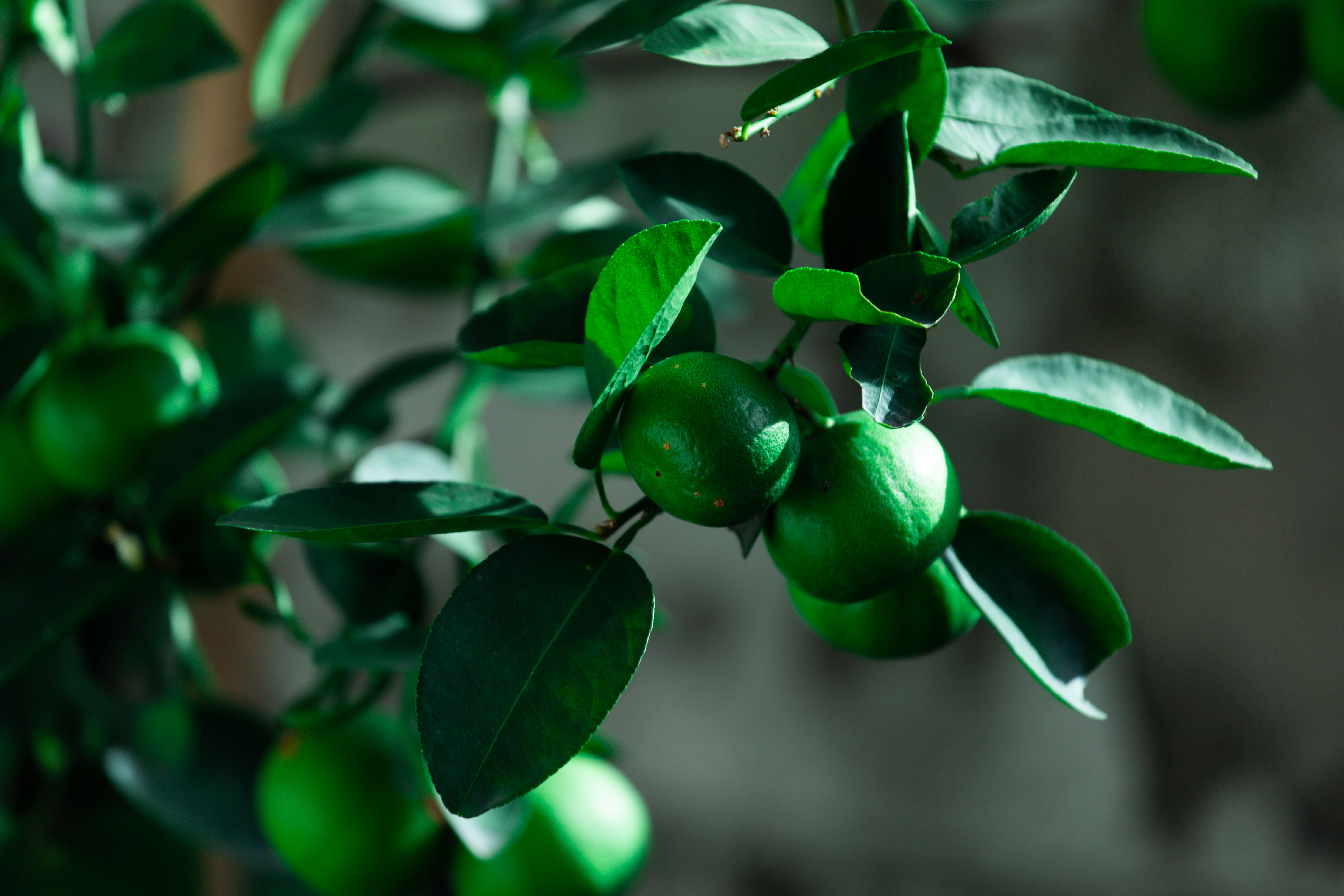 Close-Up Photo Of Lemons · Free Stock Photo