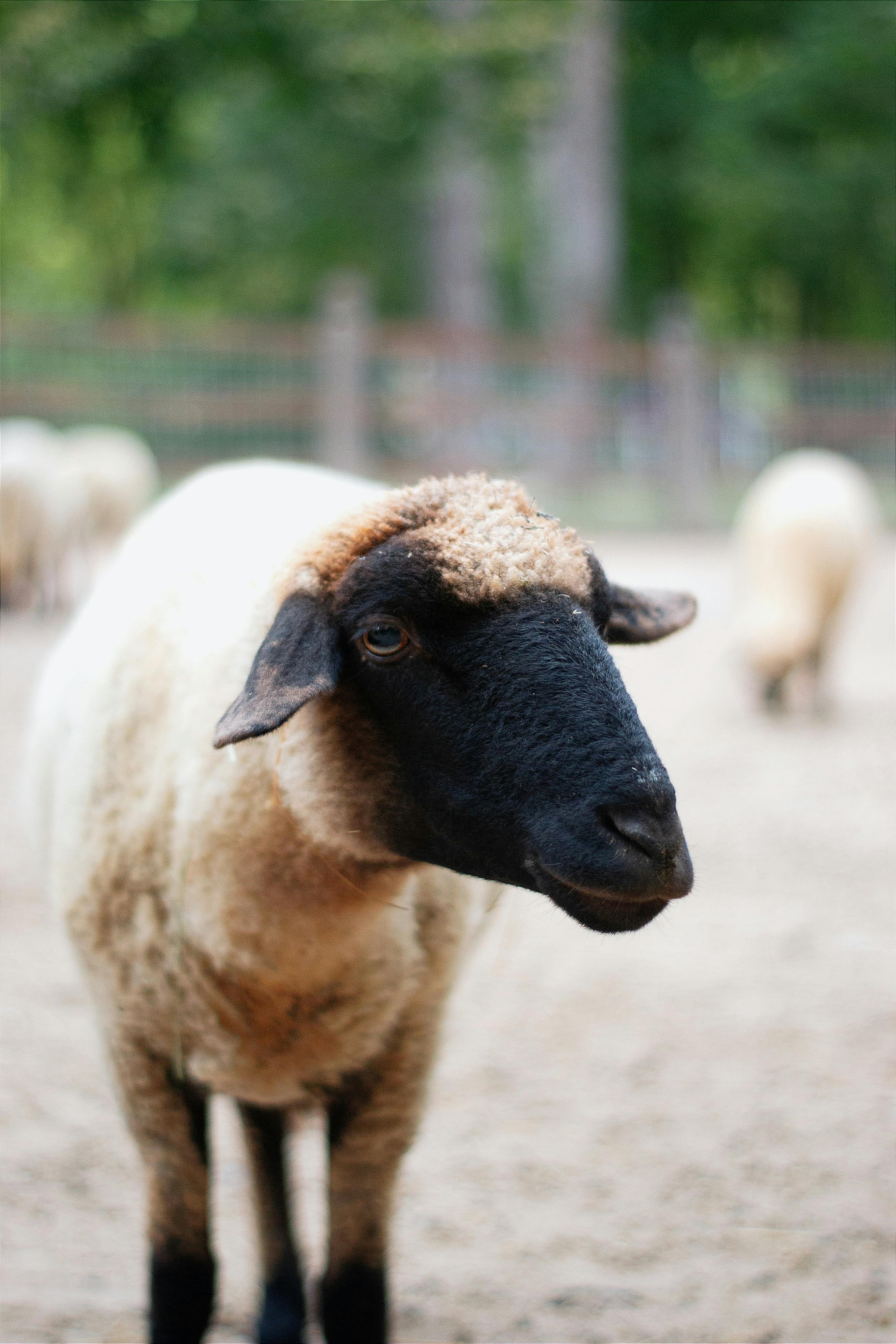 Free Close-up of a black-faced sheep outdoors with a blurred natural ...