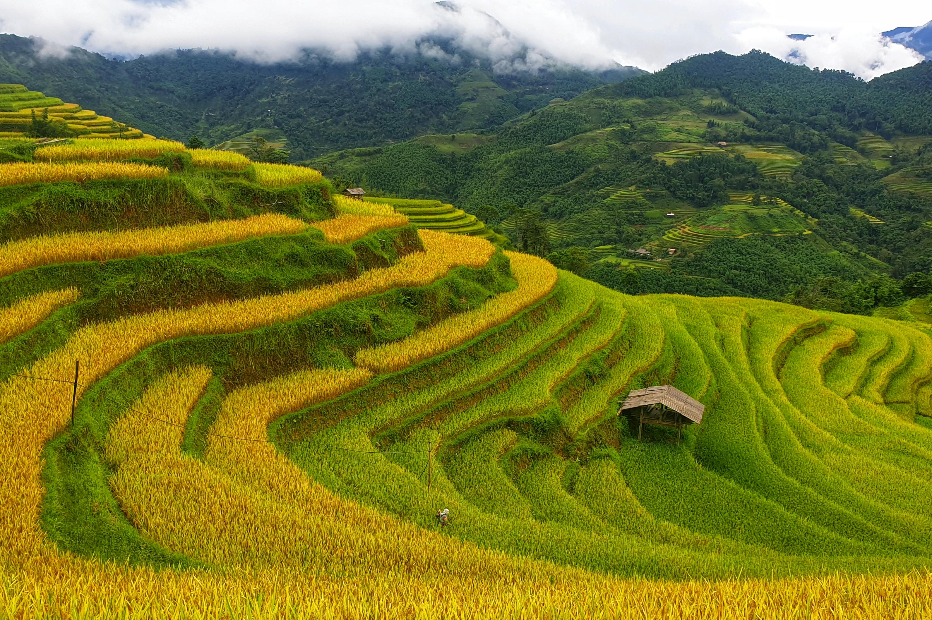 Scenic View of Rice Paddy · Free Stock Photo