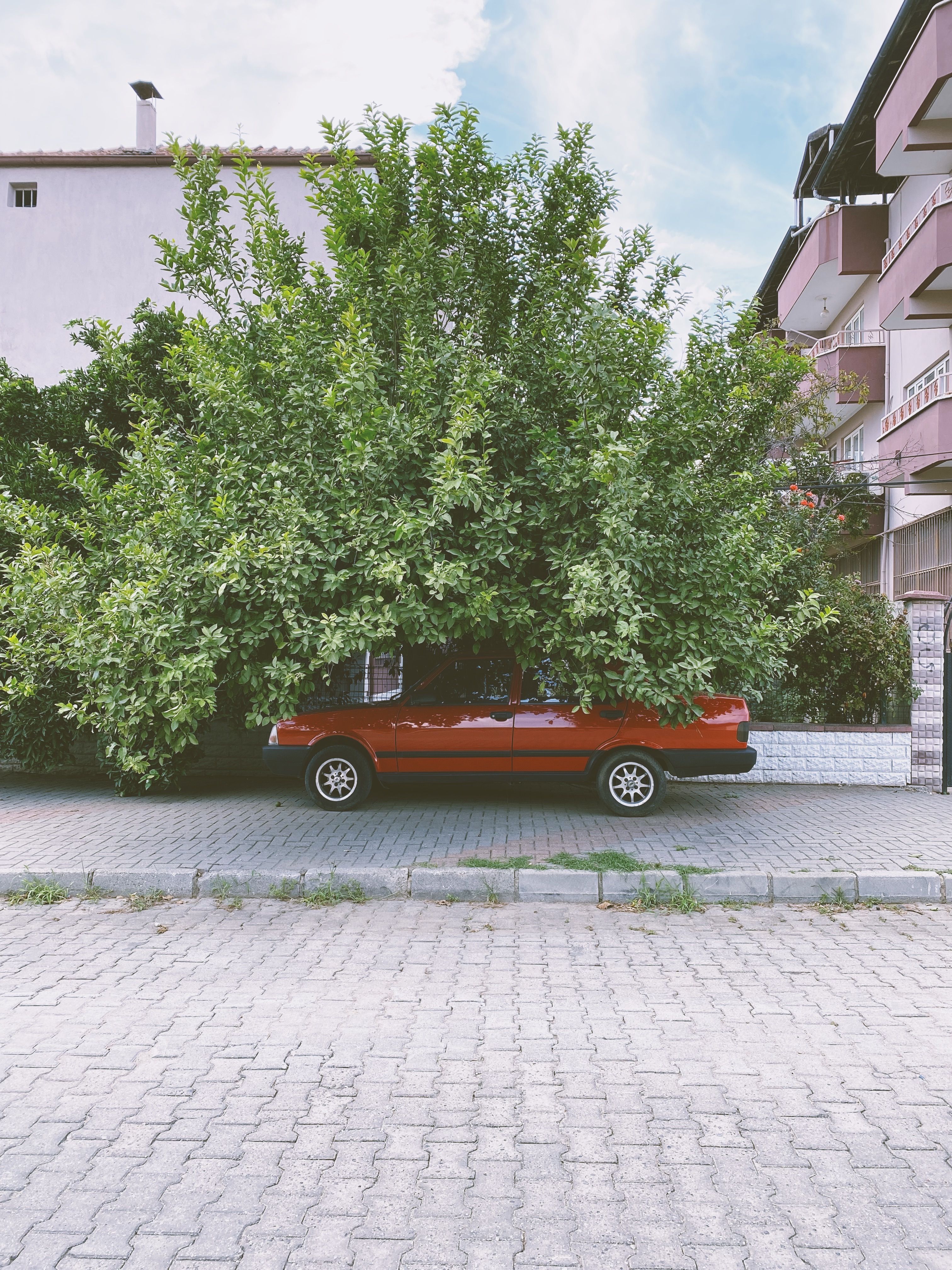 Red Car Parked under Tree · Free Stock Photo