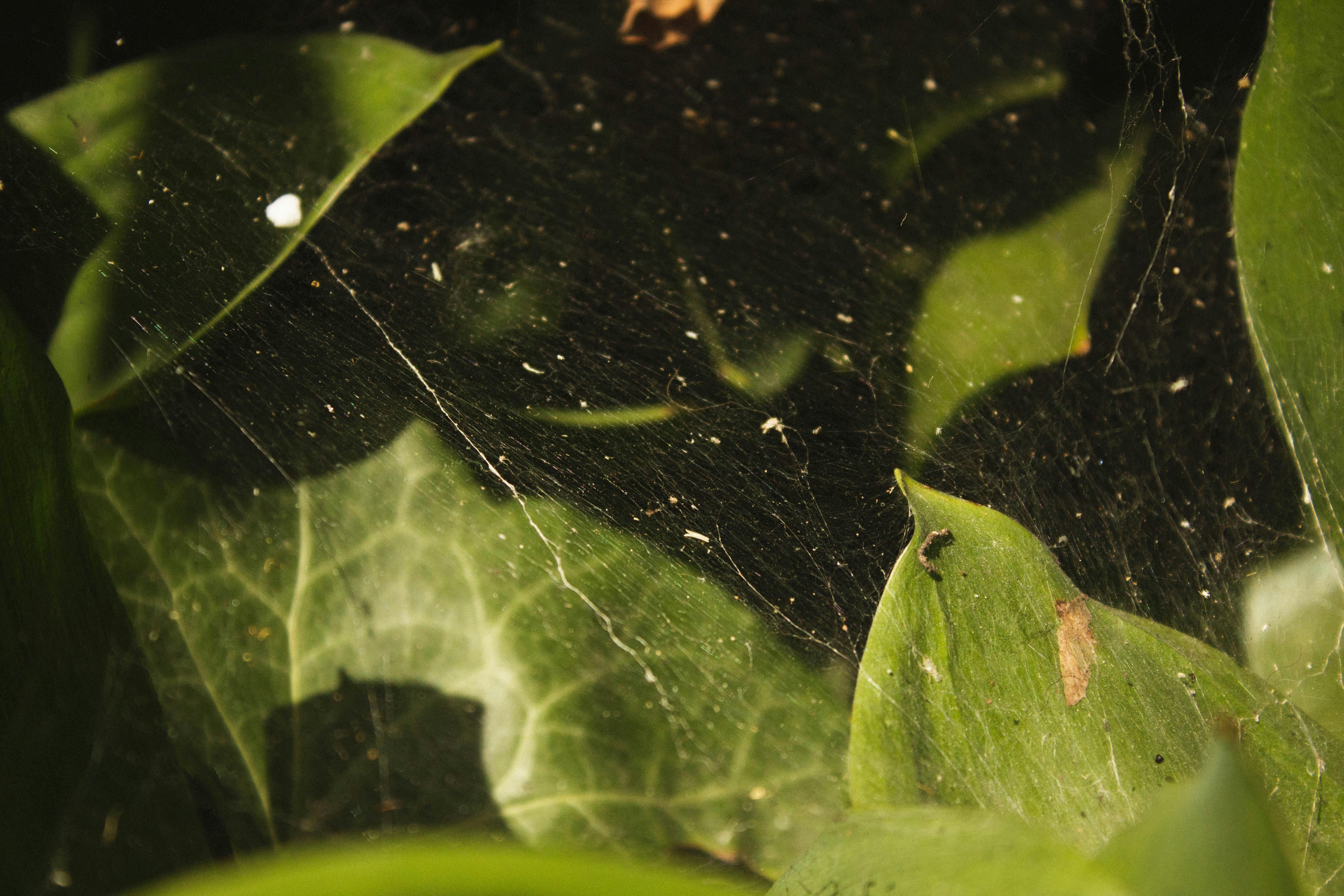 RM / Greenery 33 Photos & Videos Collected by Reanimated Man X