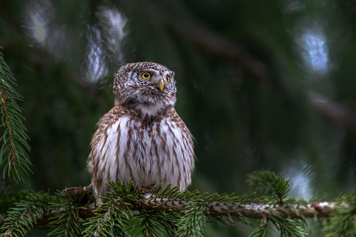 Image Of Owl Photos, Download The BEST Free Image Of Owl Stock Photos ...