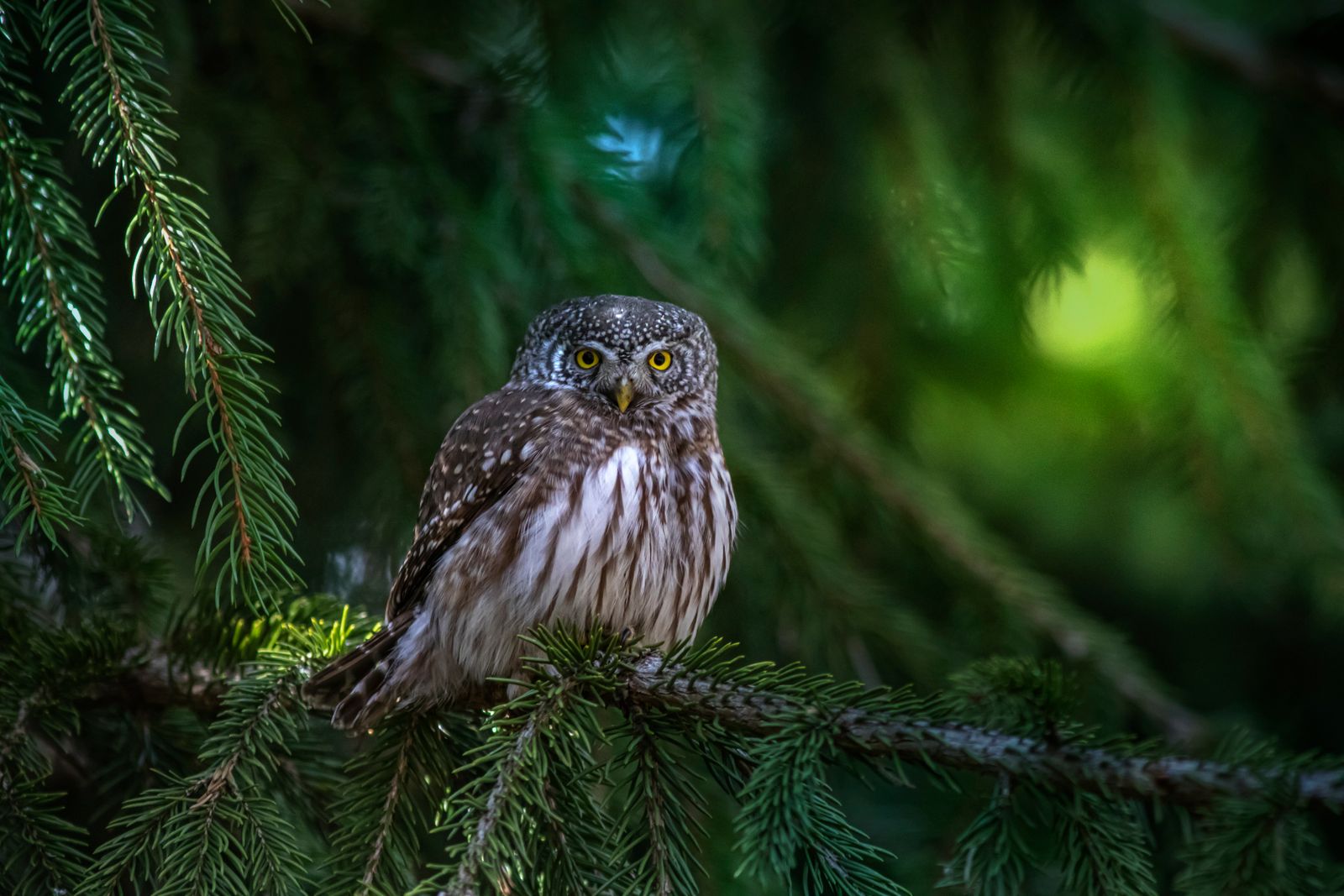 White Owl Photos, Download The BEST Free White Owl Stock Photos & HD Images