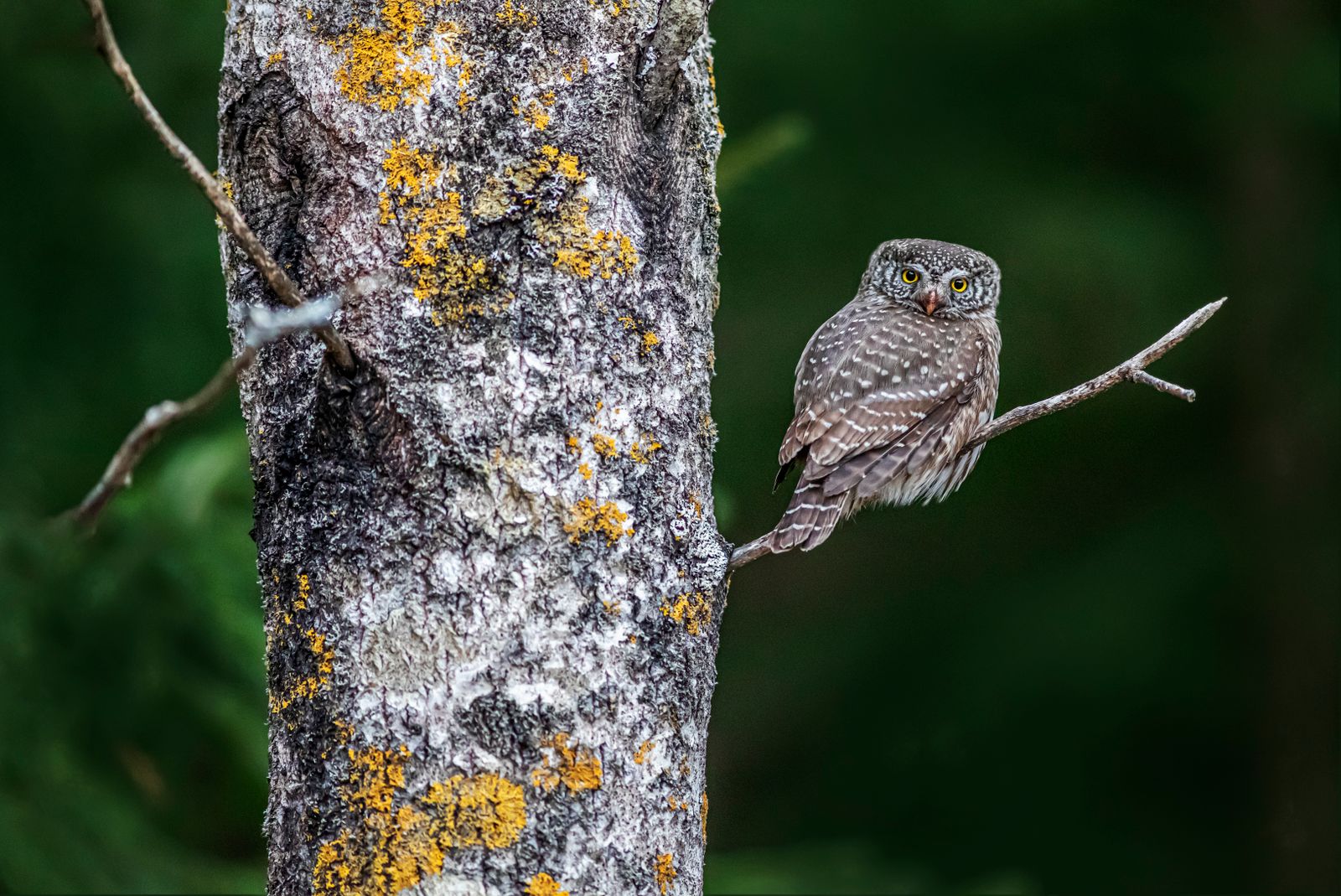 White Owl Photos, Download The BEST Free White Owl Stock Photos & HD Images