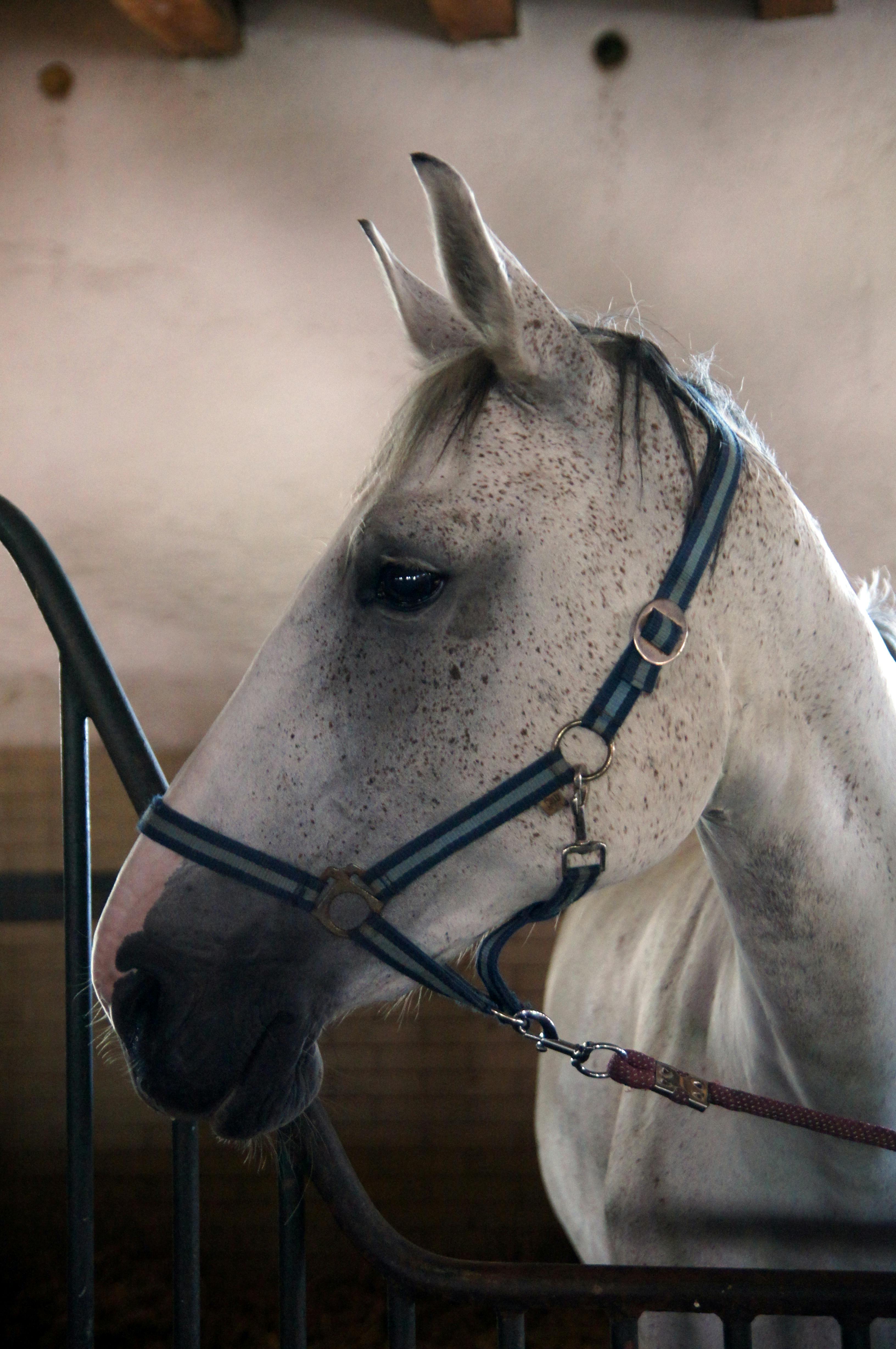 Close-Up View of Horse at the Stable · Free Stock Photo