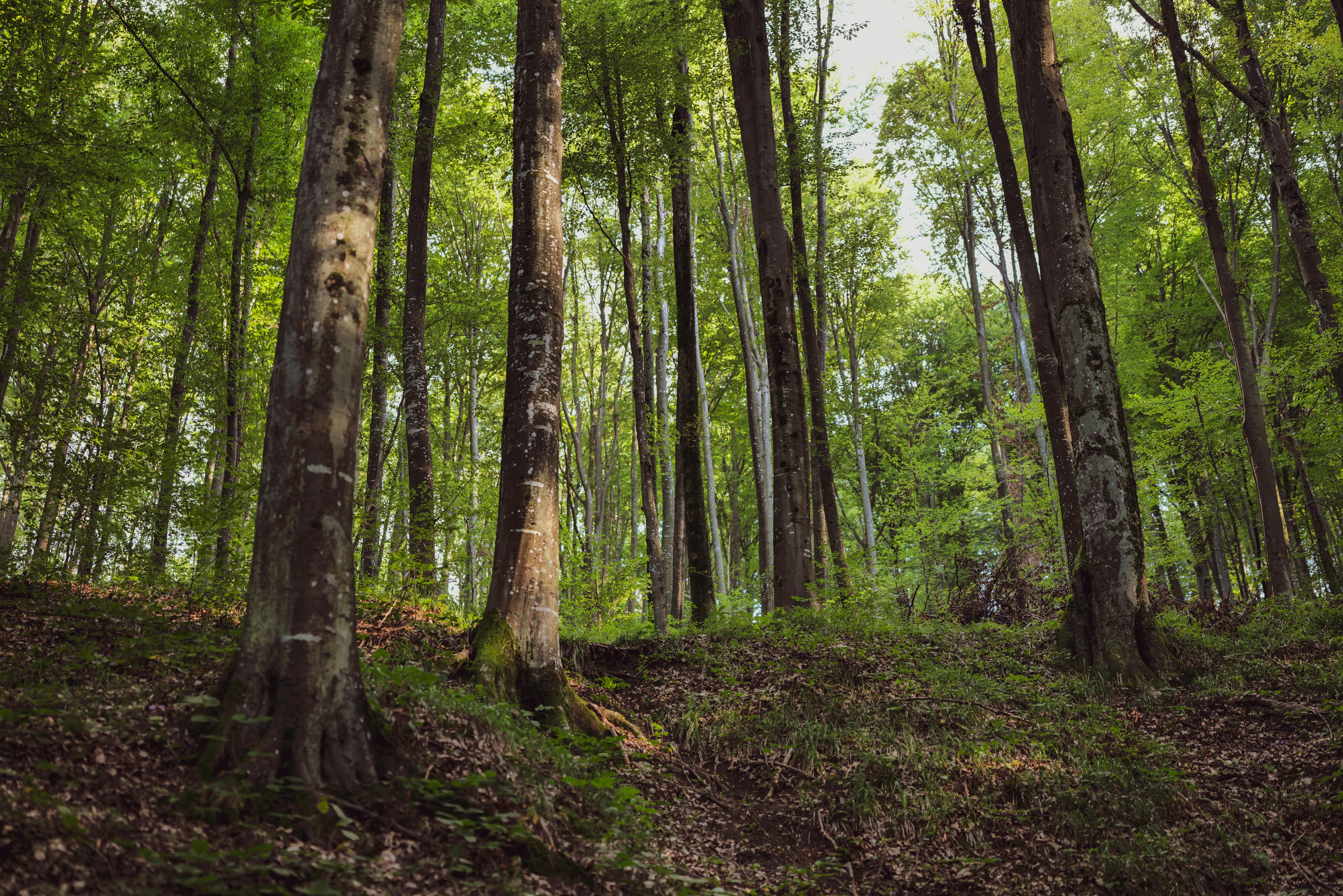 Trees in a Forest · Free Stock Photo