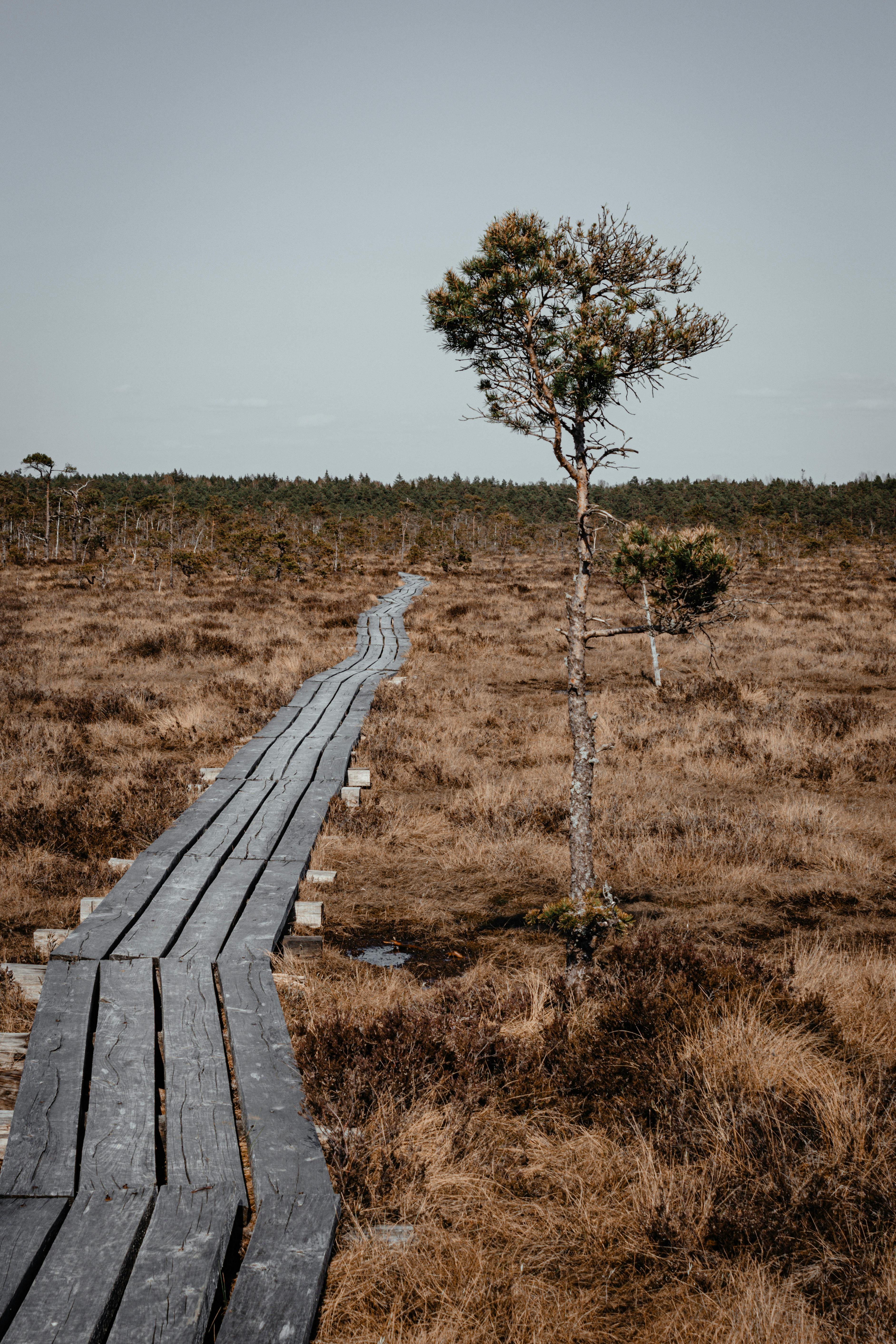Wooden Walkway over Swamp · Free Stock Photo