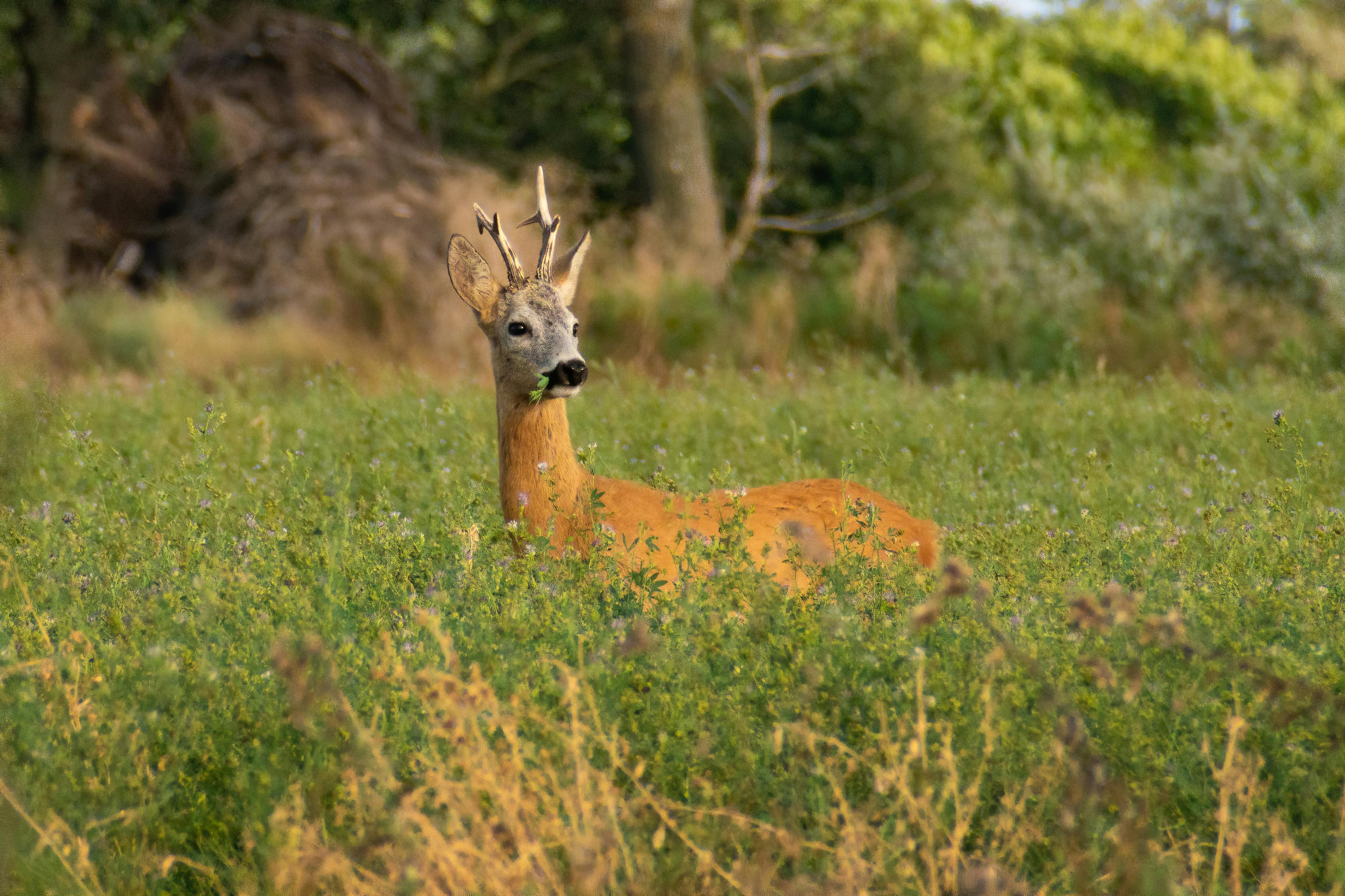Deer in Meadow · Free Stock Photo
