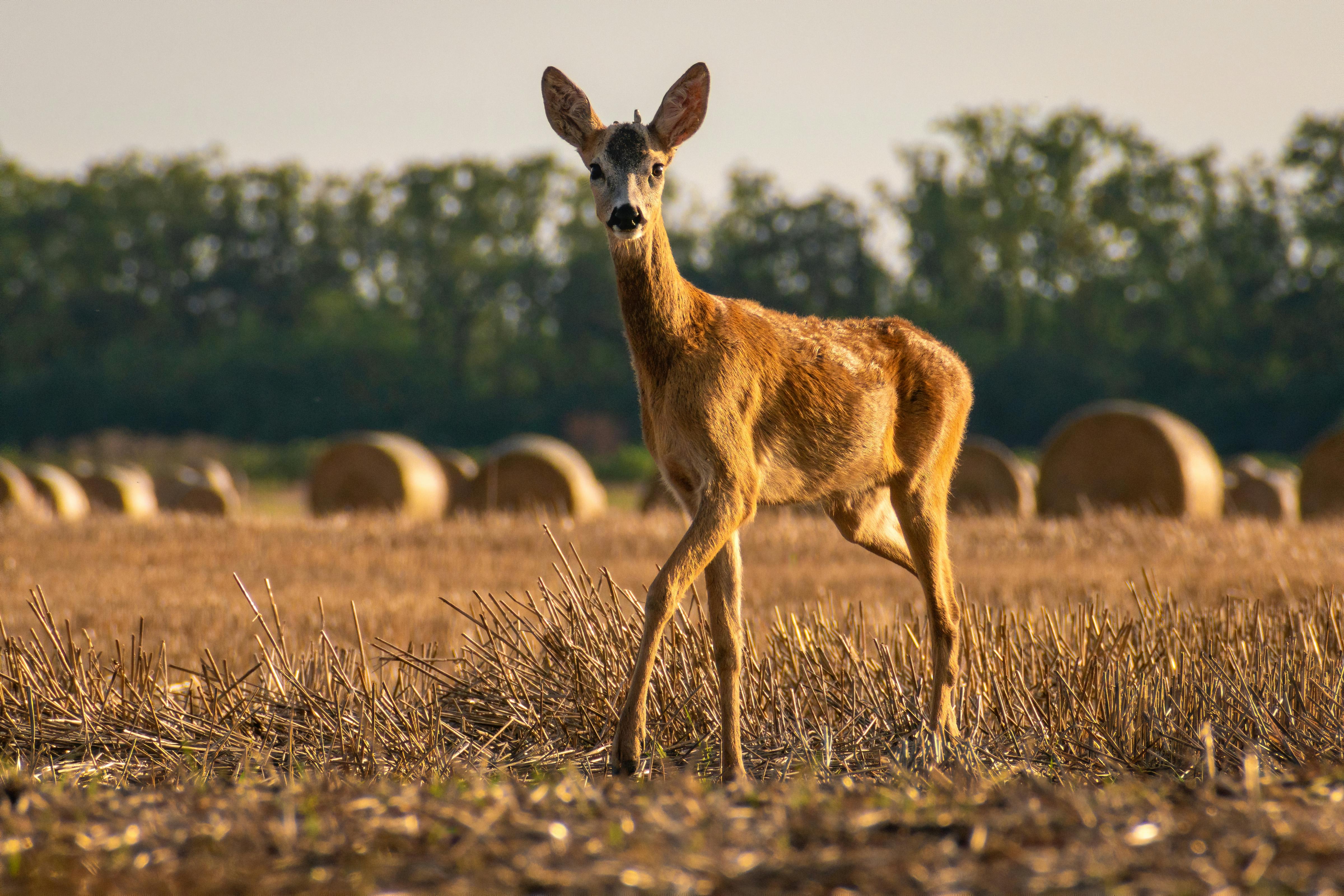 Deer in Field with Hay Bales · Free Stock Photo