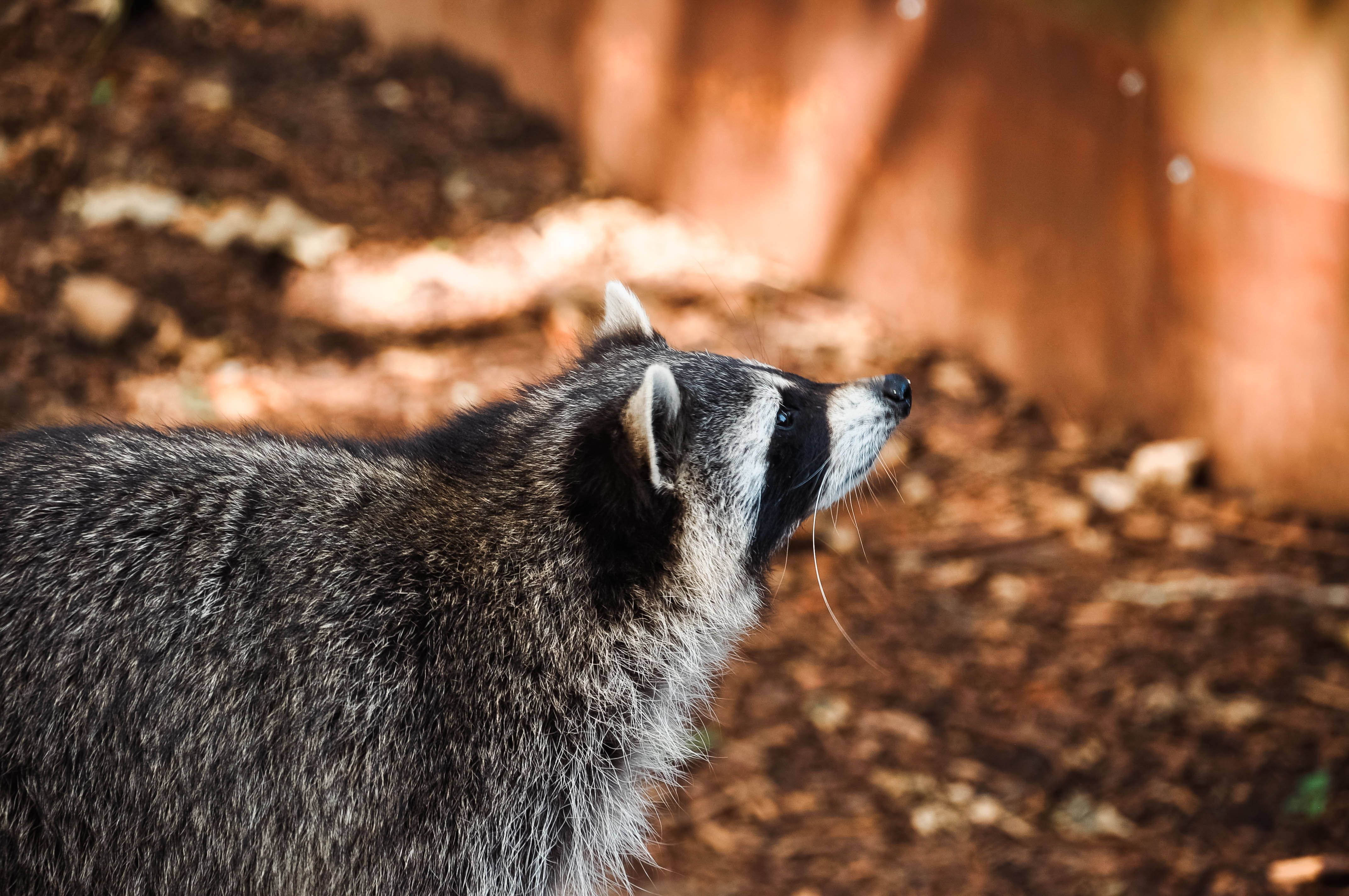 Raccoon in Nature · Free Stock Photo