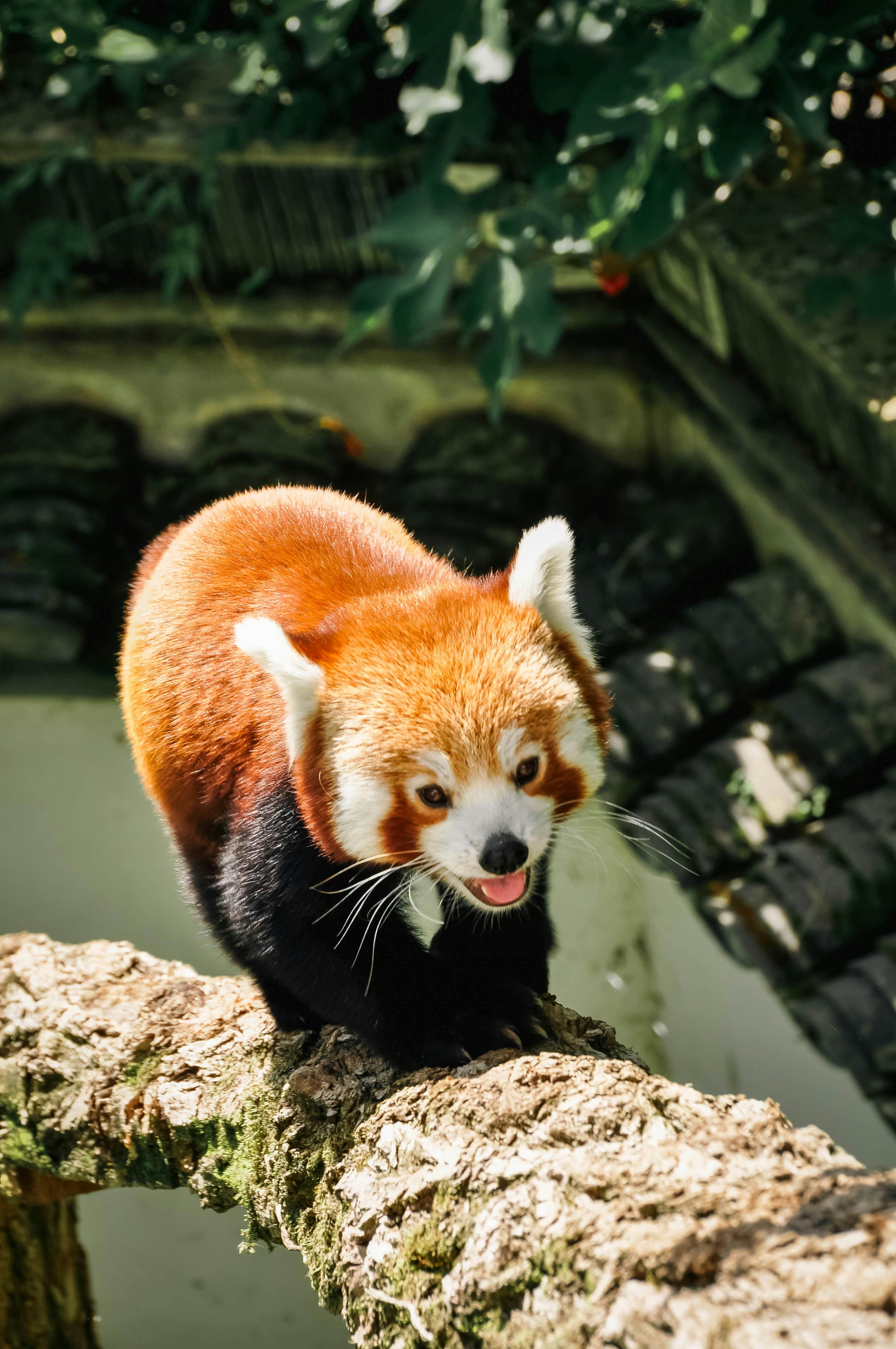 Zoo Fotografie Photos, Download The BEST Free Zoo Fotografie Stock ...