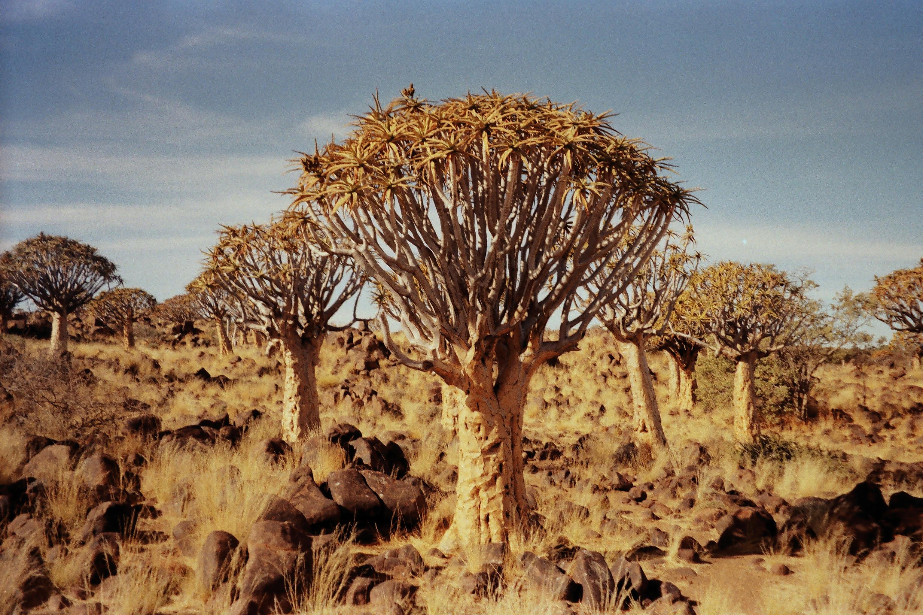 Arid Trees on Deserted and Stony Field · Free Stock Photo