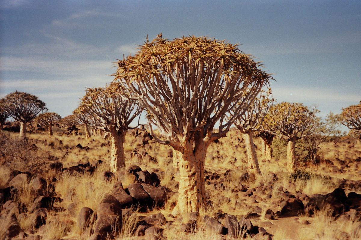 Quiver Tree Forest Namibia Photos, Download The BEST Free Quiver Tree ...