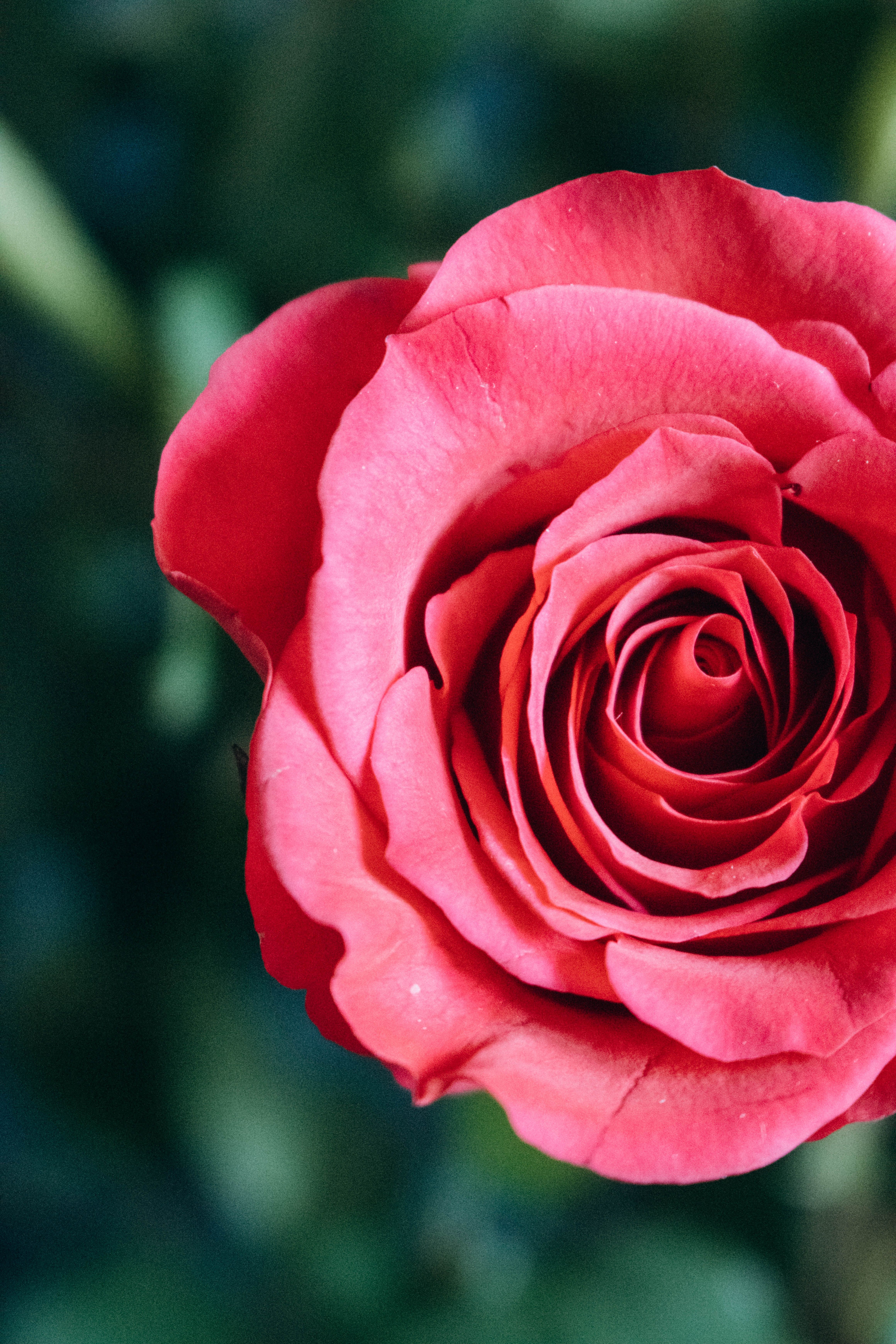 Rose Route Photos, Download The BEST Free Rose Route Stock Photos & HD ...