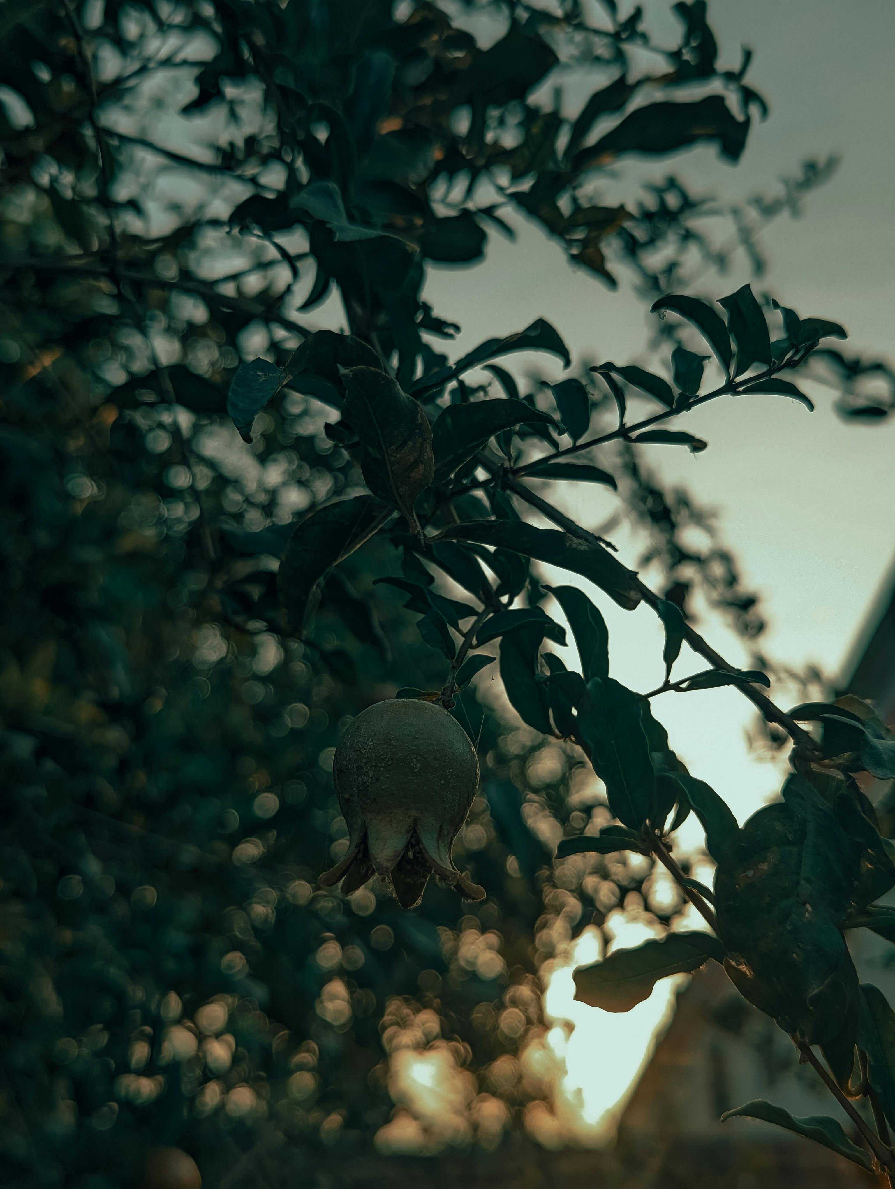 Muhammad Taha - 摄影