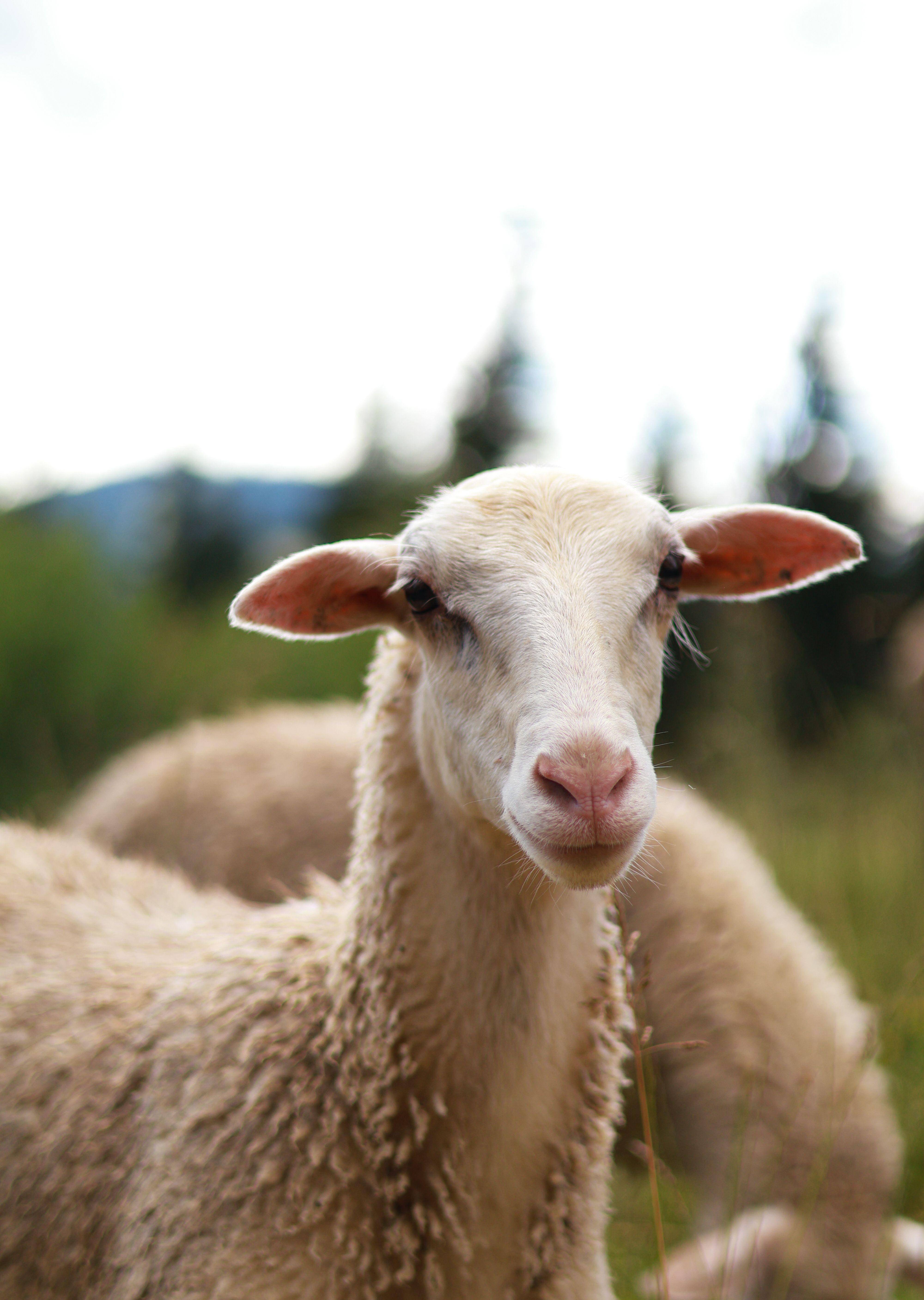 Sheep Wallpapers Photos, Download The BEST Free Sheep Wallpapers Stock ...