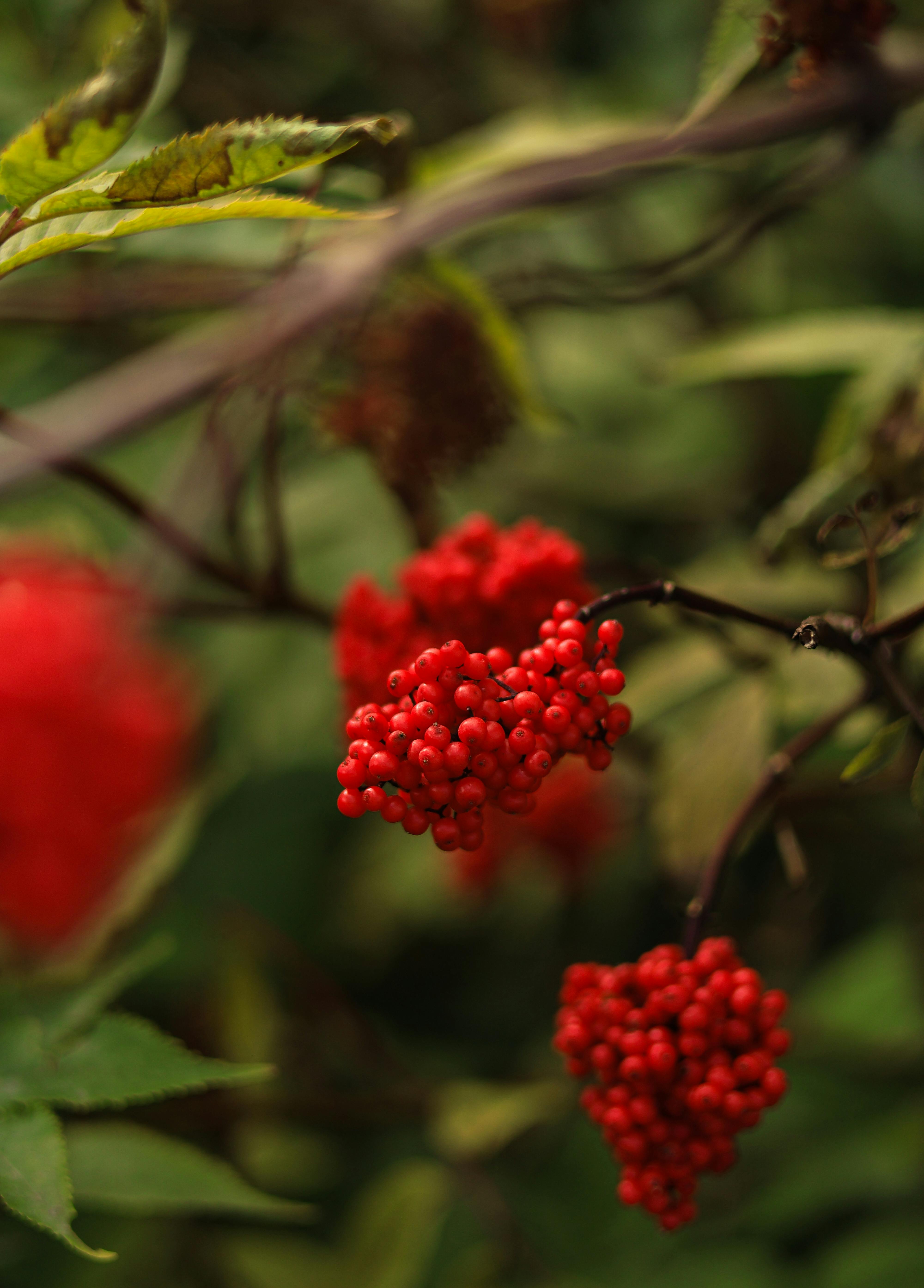 Red Elderberry Fruits · Free Stock Photo