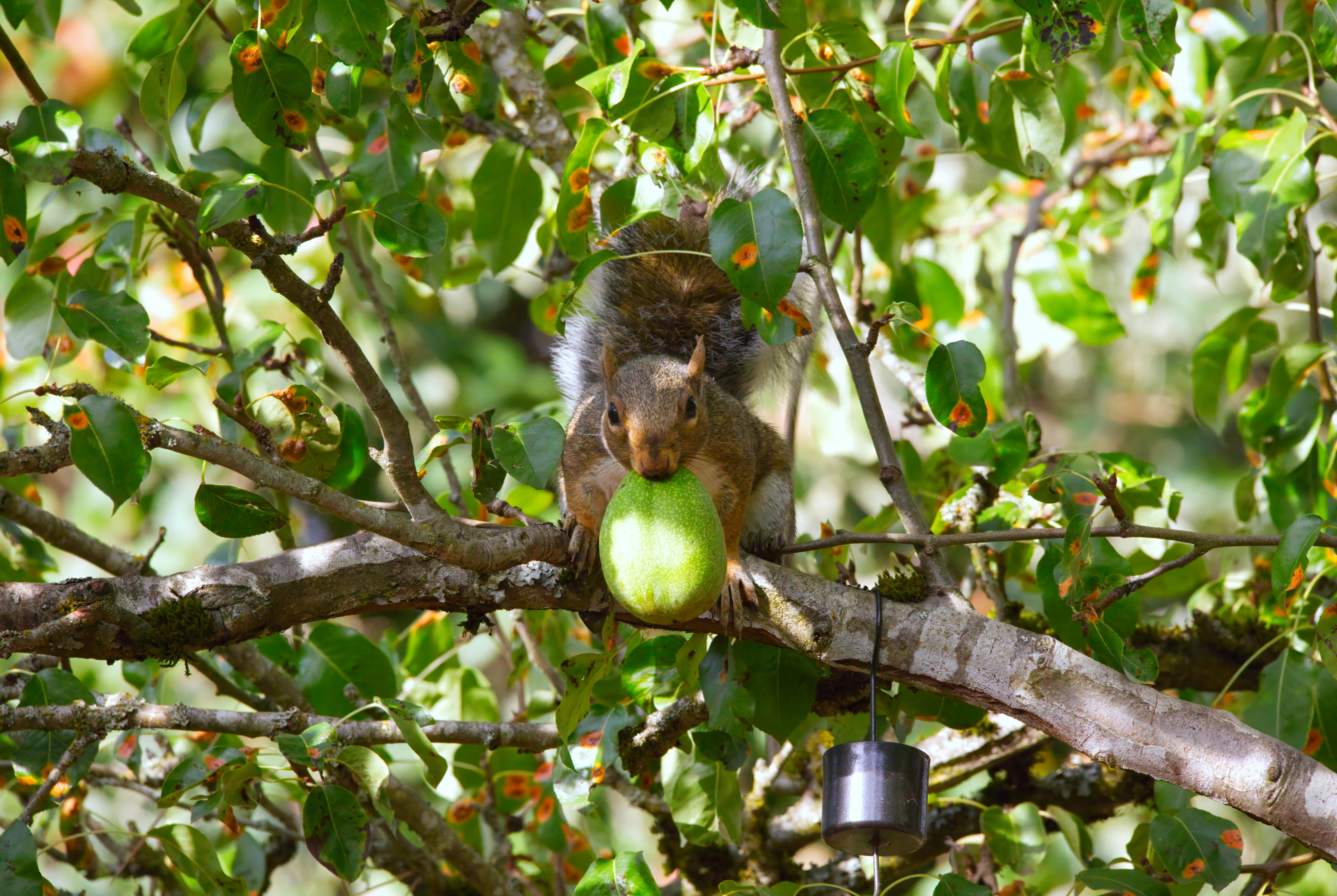 Forest Wild Pear Photos, Download The BEST Free Forest Wild Pear Stock ...